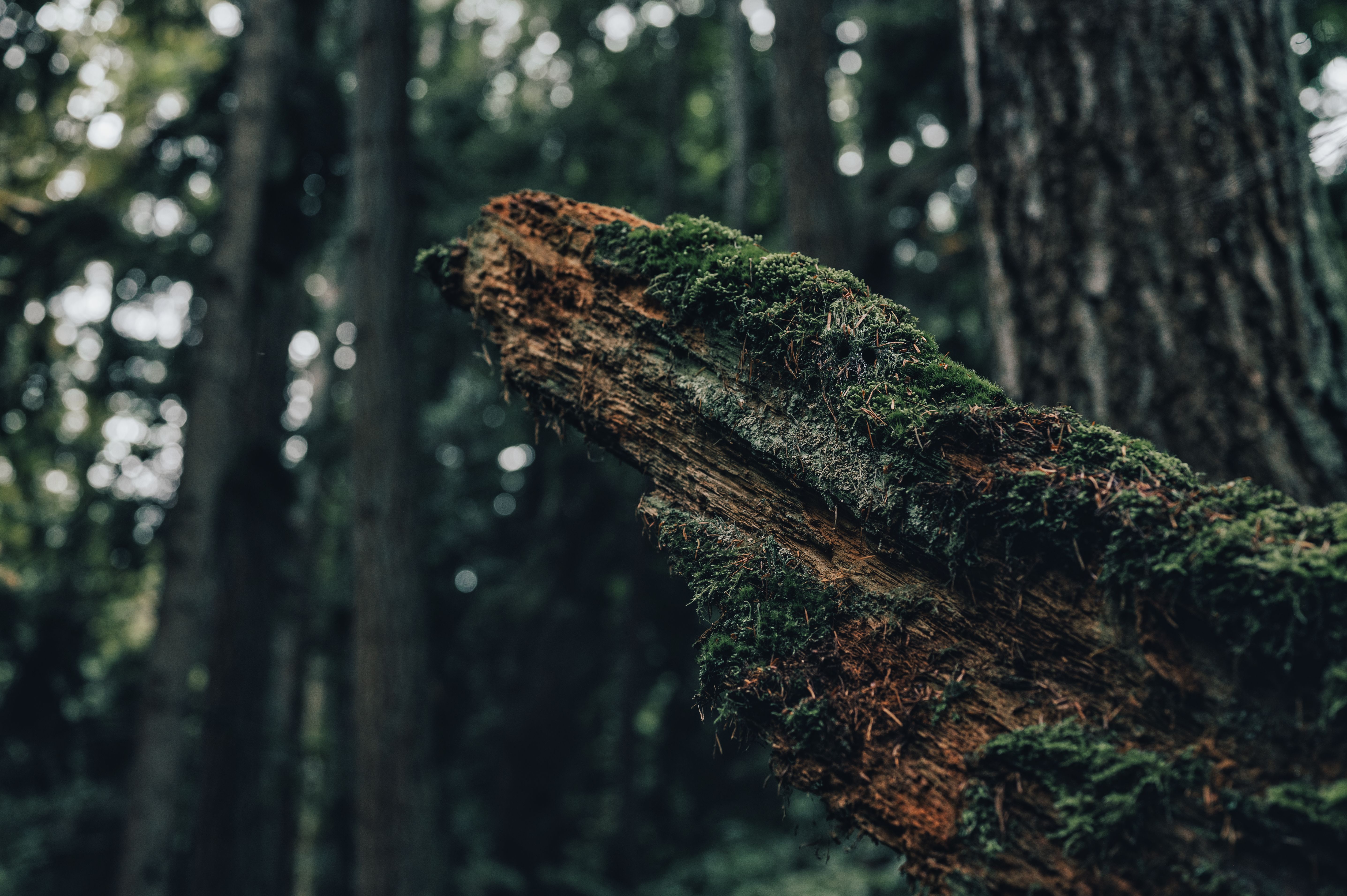 Mossy Log in Dense Forest Setting · Free Stock Photo