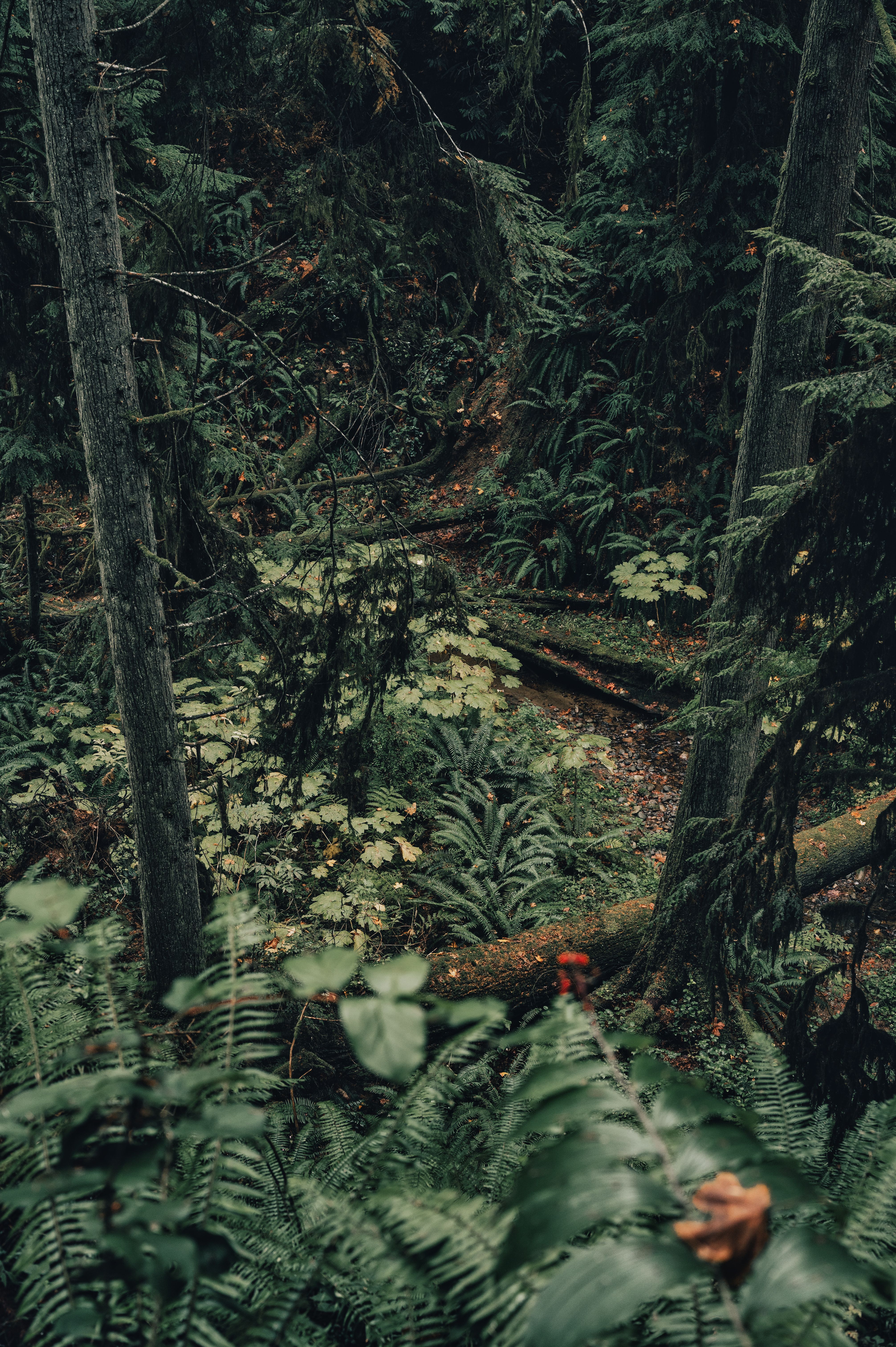 Lush Forest Landscape with Dense Foliage · Free Stock Photo