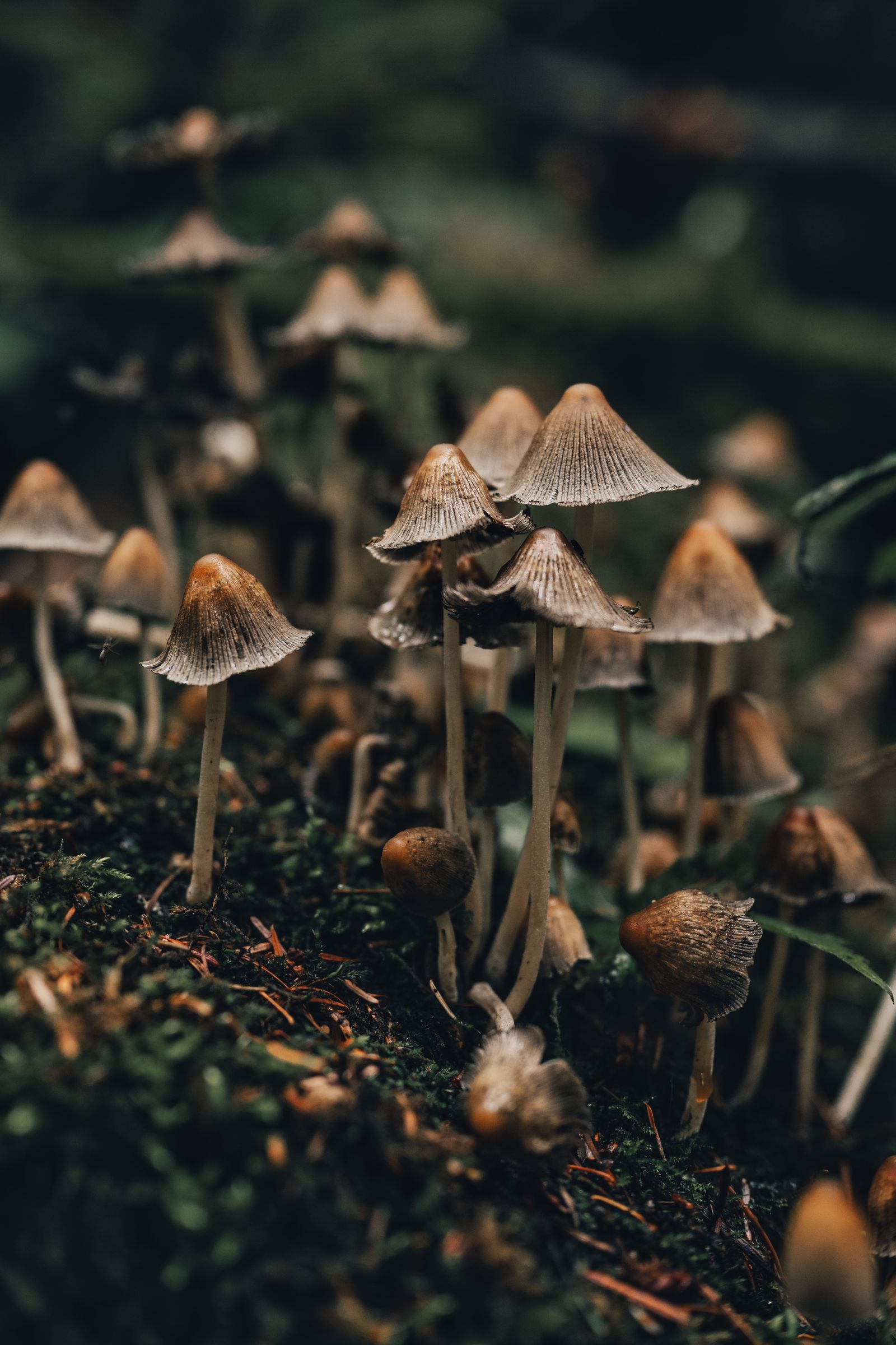 Mushrooms Photos, Download The BEST Free Mushrooms Stock Photos & HD Images