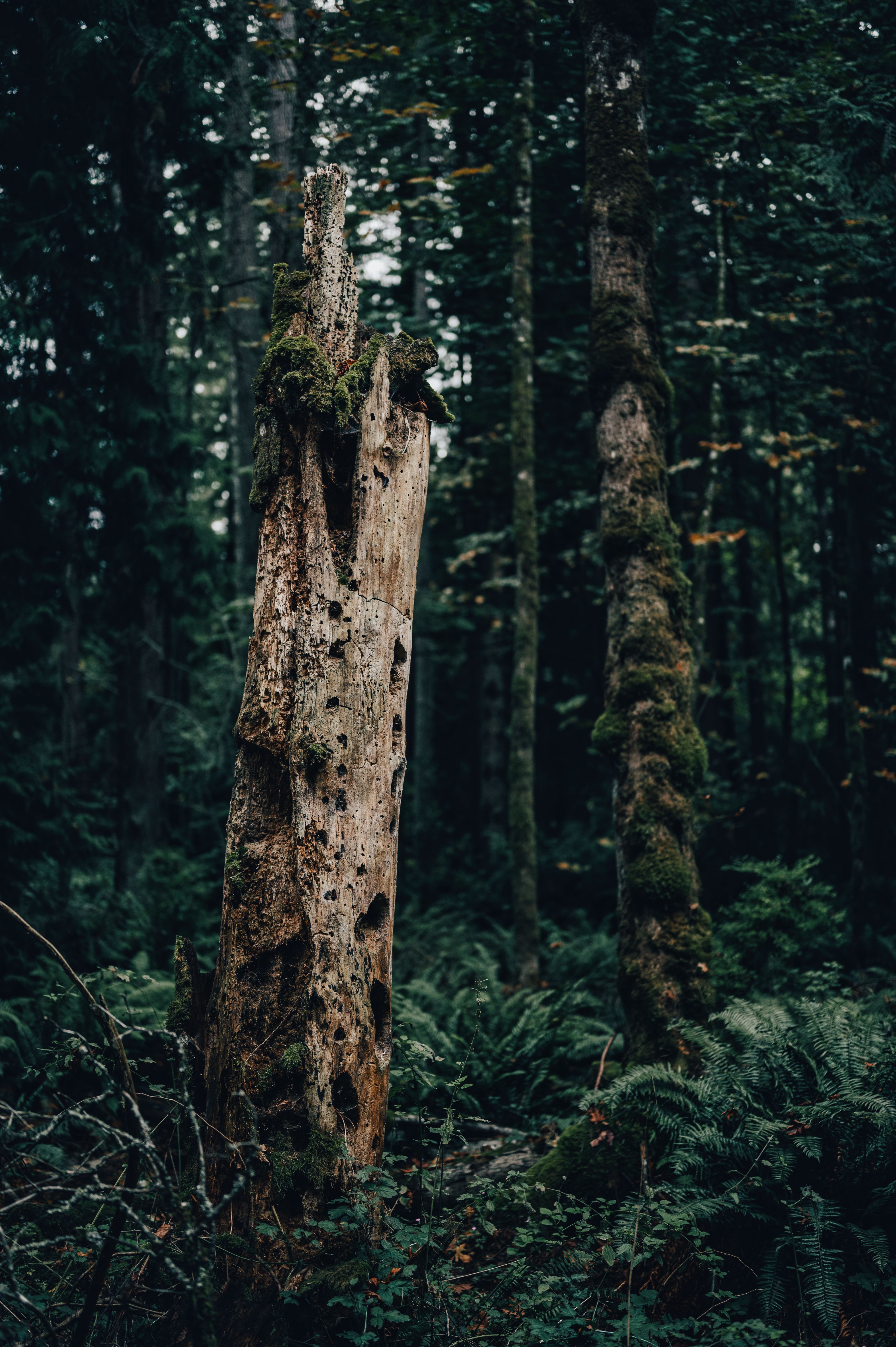 Moody Forest Scene with Moss-Covered Trees · Free Stock Photo