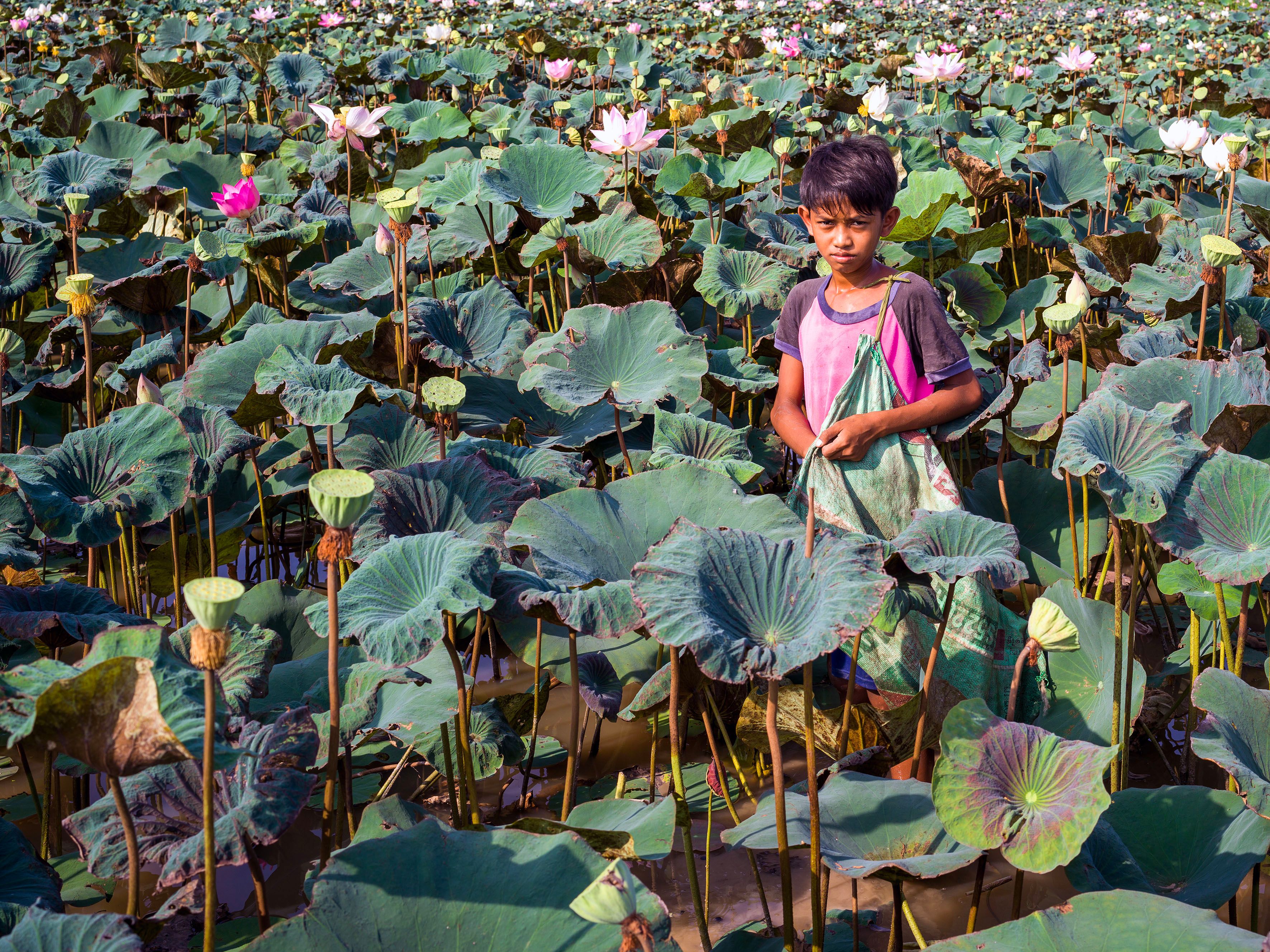 Young Boy in Lush Lotus Field in Cambodia · Free Stock Photo