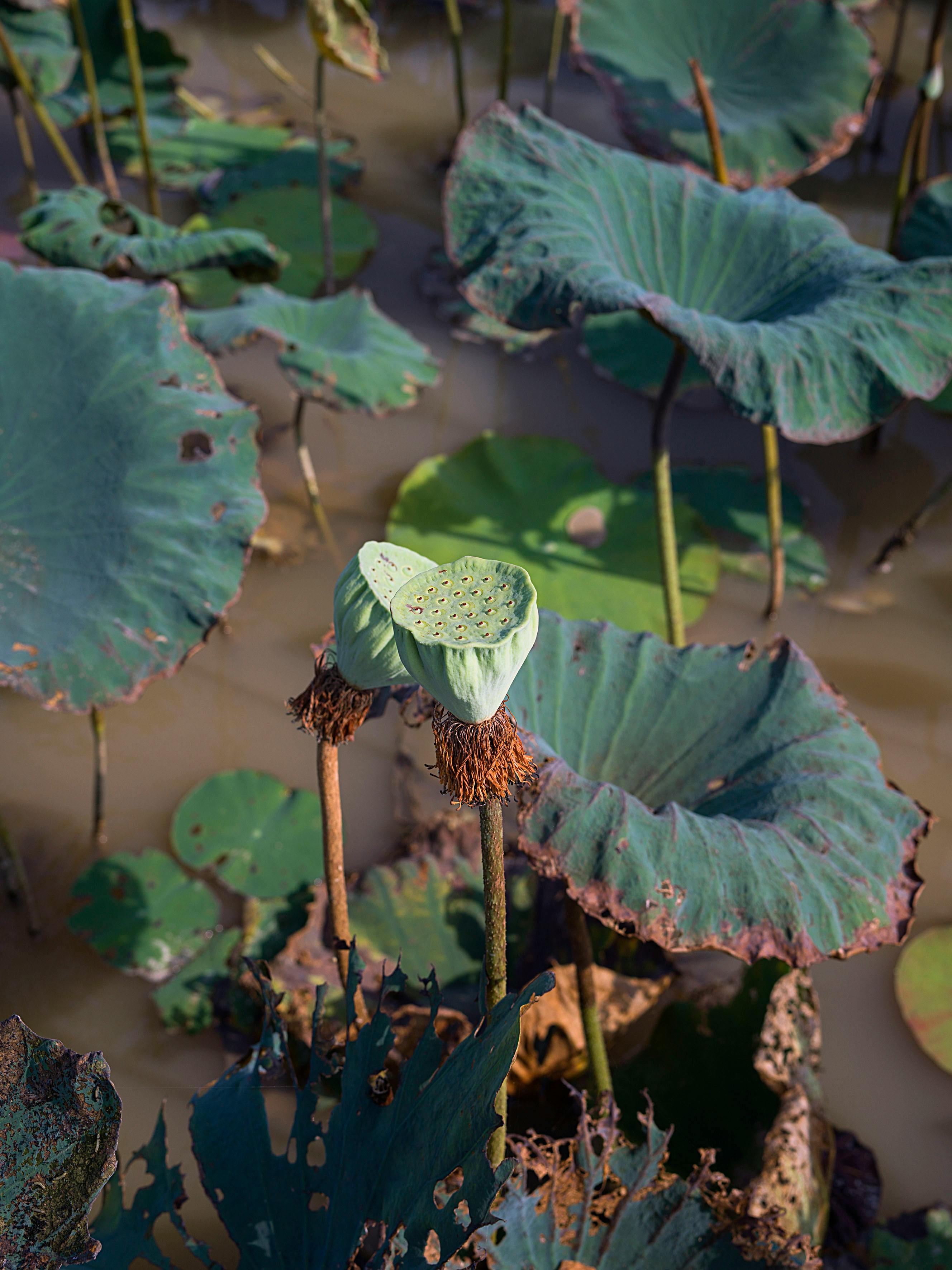 Vibrant Lotus Plants in a Tranquil Pond · Free Stock Photo