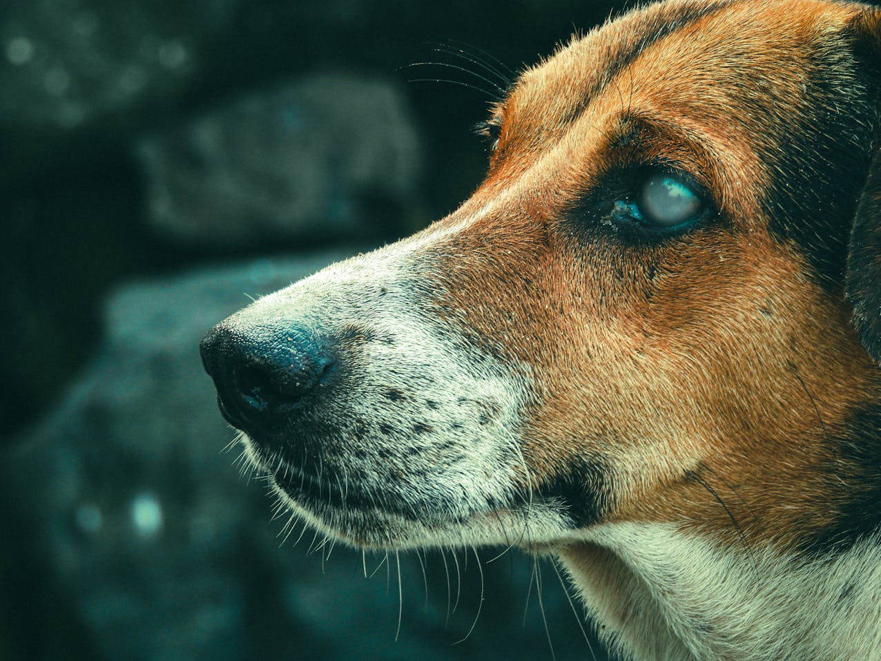 How to Tell If Your Dog Has Vision Problems and Stay Safe