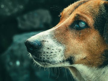 How to Tell If Your Dog Has Vision Problems and Stay Safe