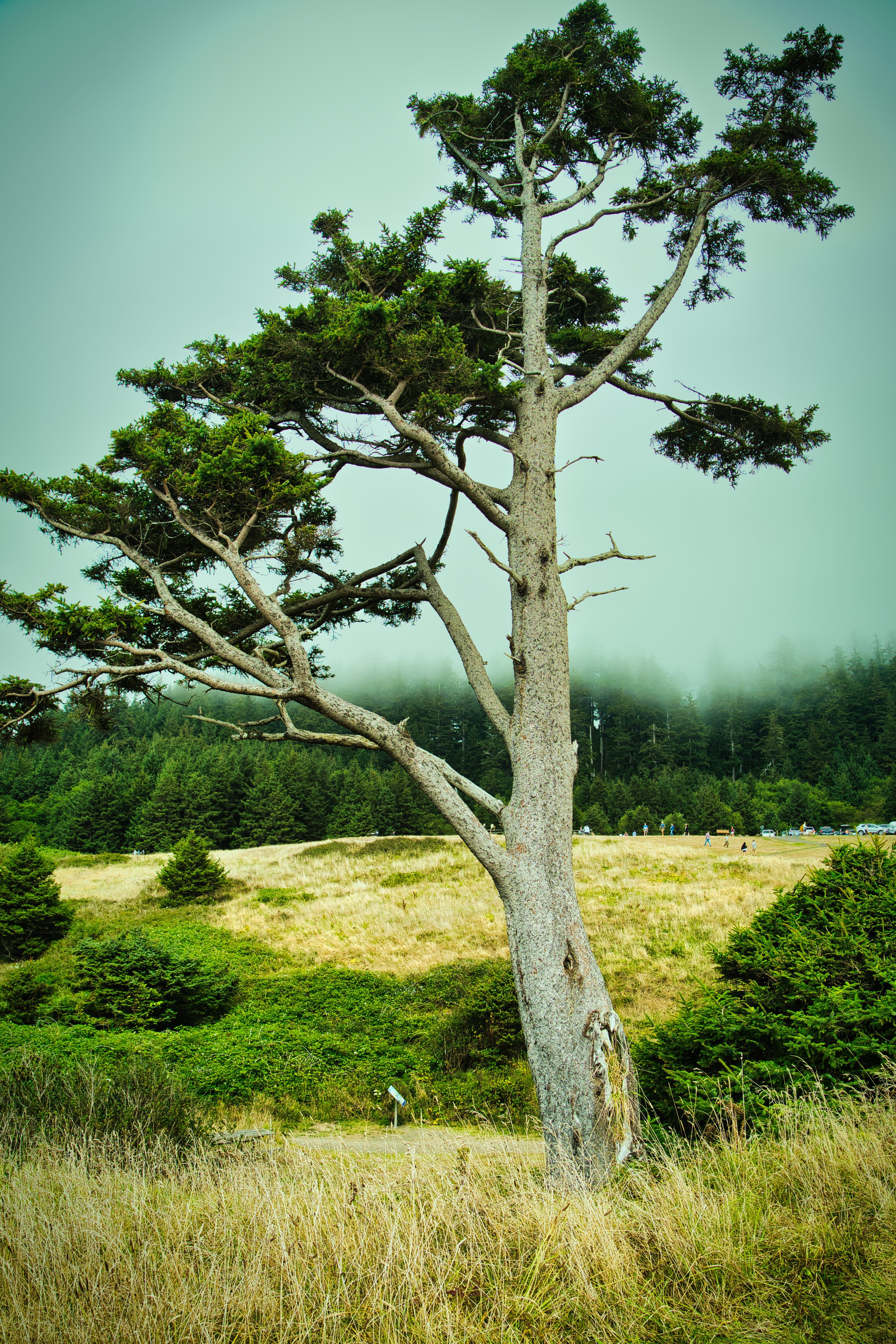 Solitary Tree at Cannon Beach, Oregon · Free Stock Photo