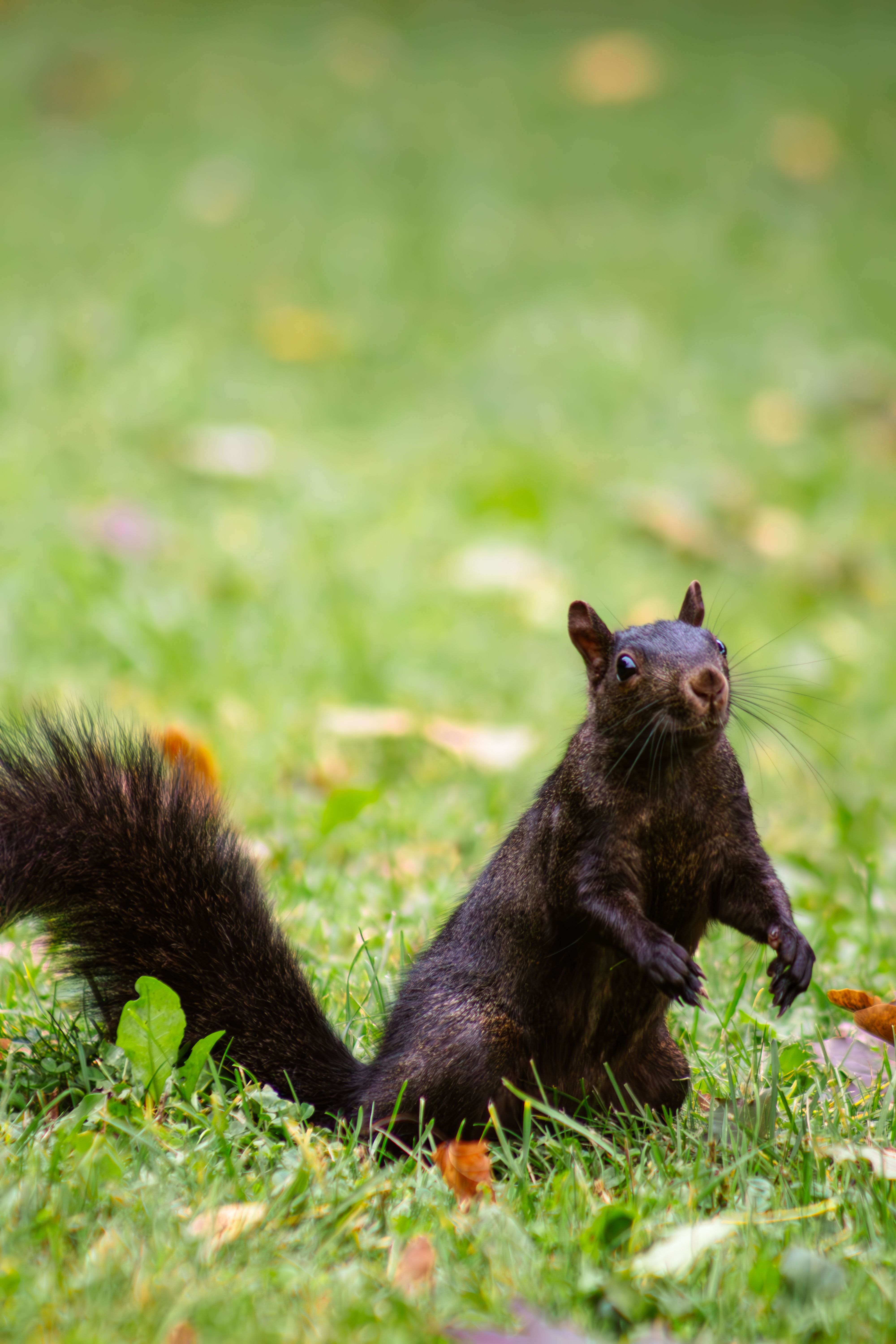 Black Squirrel Standing on Green Grass in Toronto · Free Stock Photo