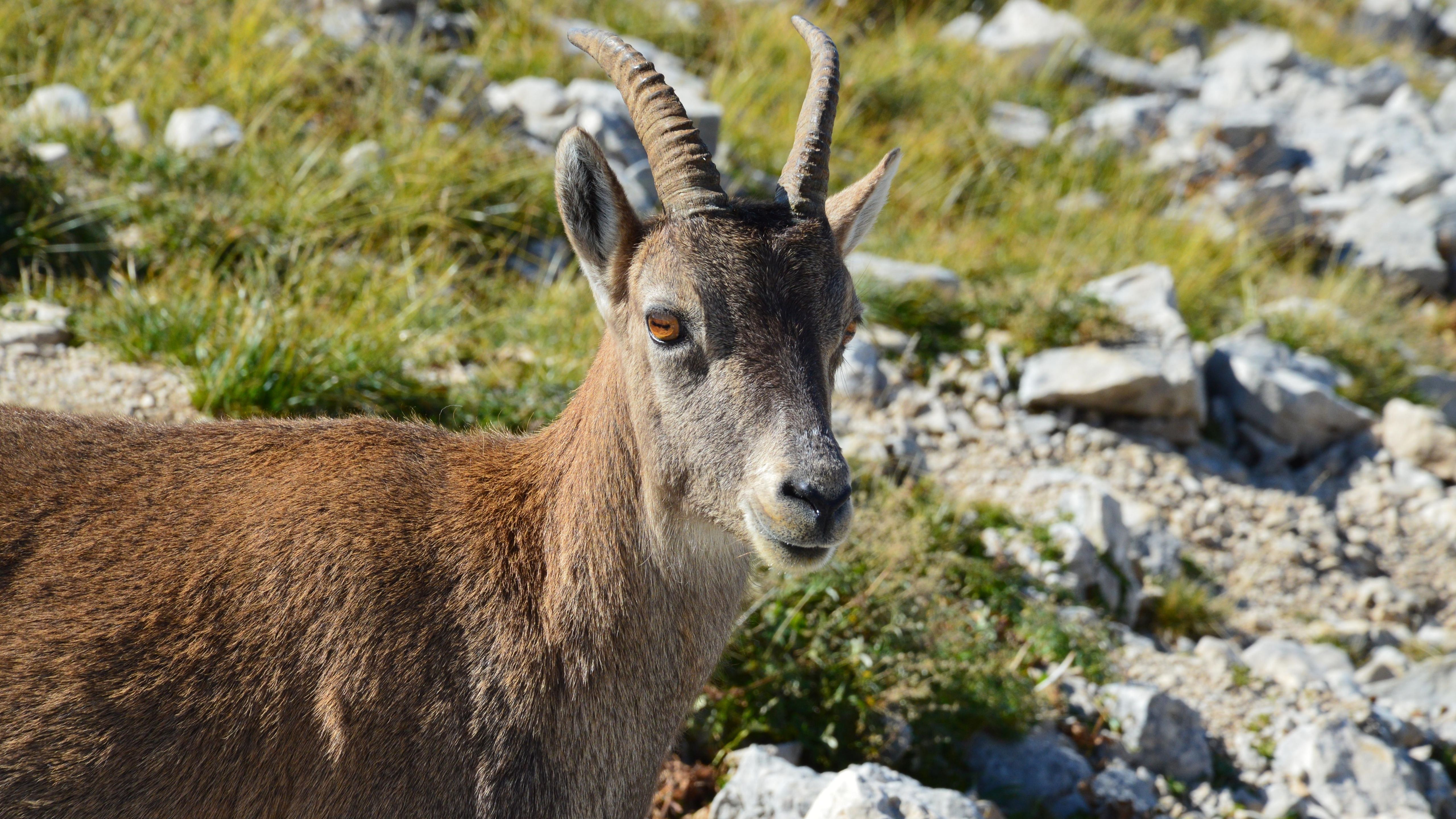 Mountain Goat in Gresse-en-Vercors, France · Free Stock Photo