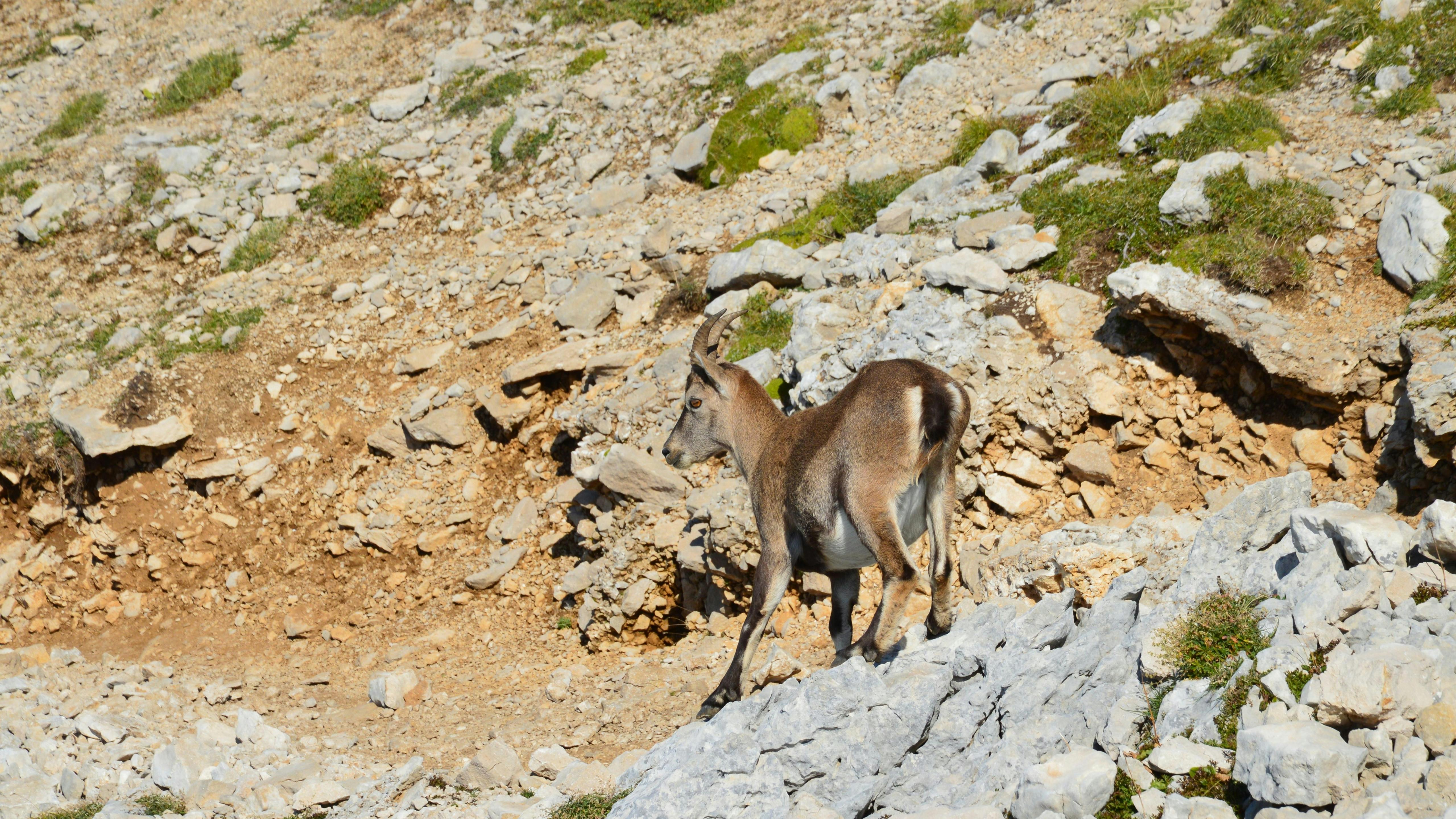 Imagine de stoc gratuită cu alpi, alpi francezi, animal, animal cu ...