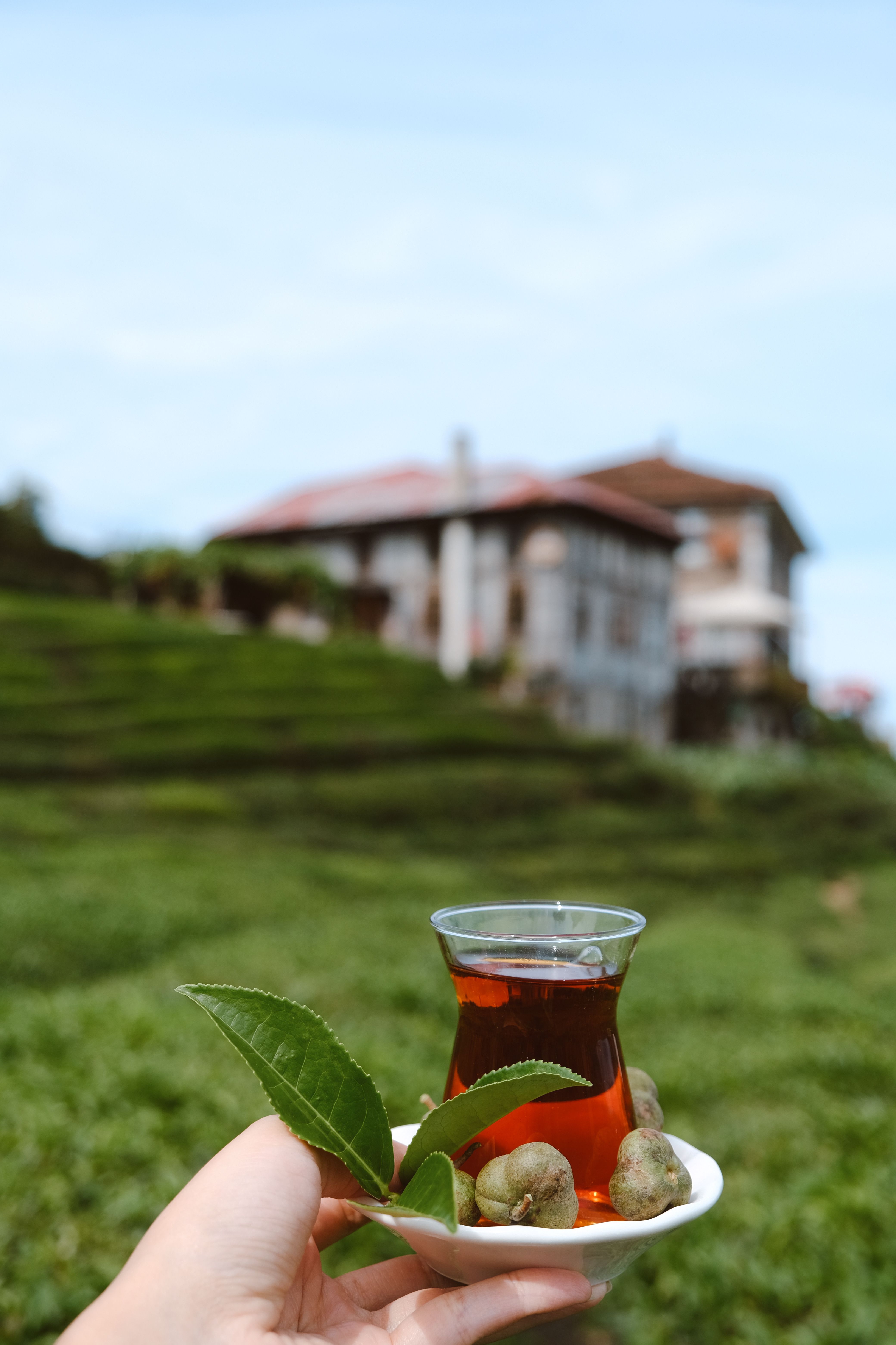 Refreshing Tea Glass in Scenic Tea Plantation · Free Stock Photo