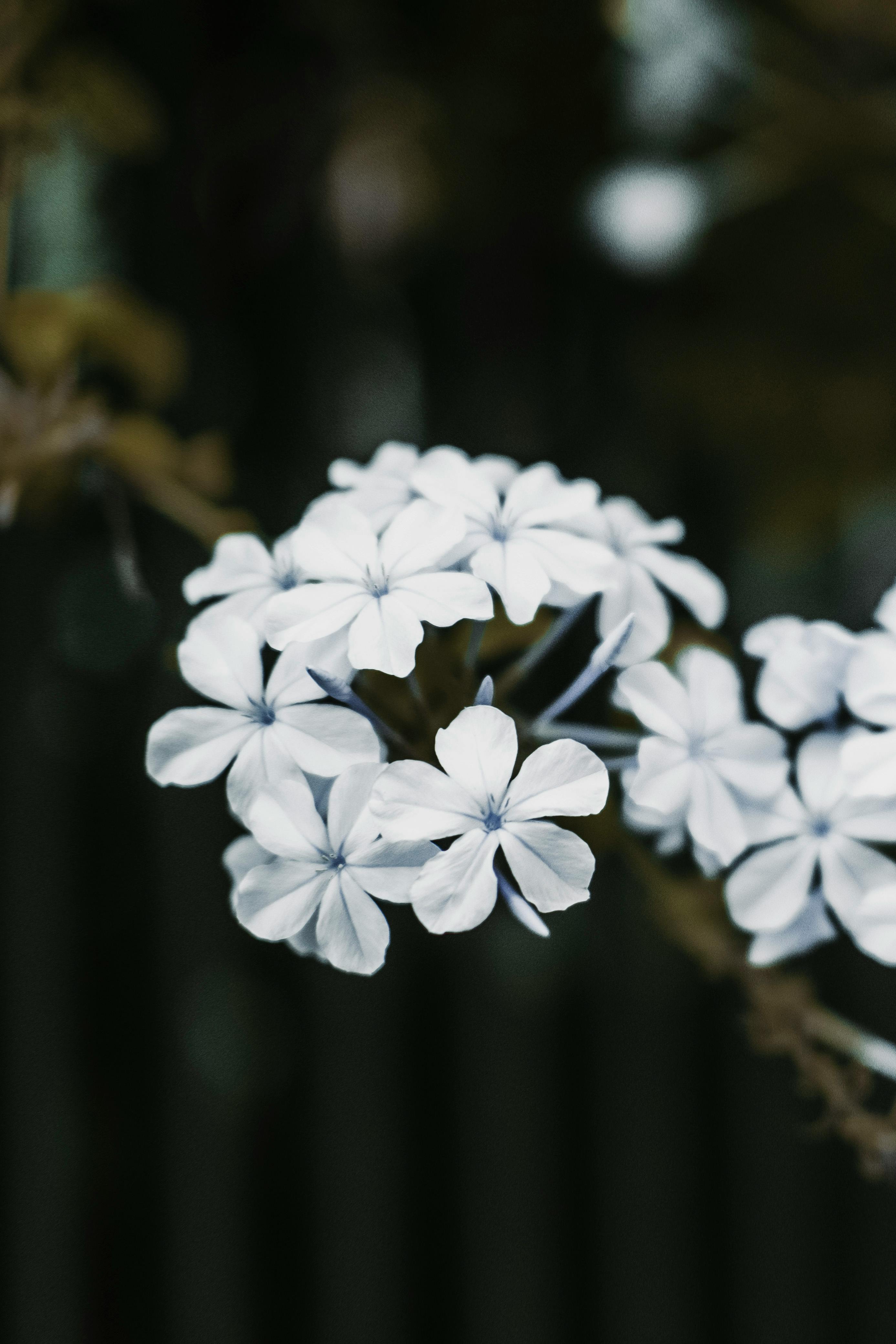 Bleu Jasmine Photos, Download The BEST Free Bleu Jasmine Stock Photos ...