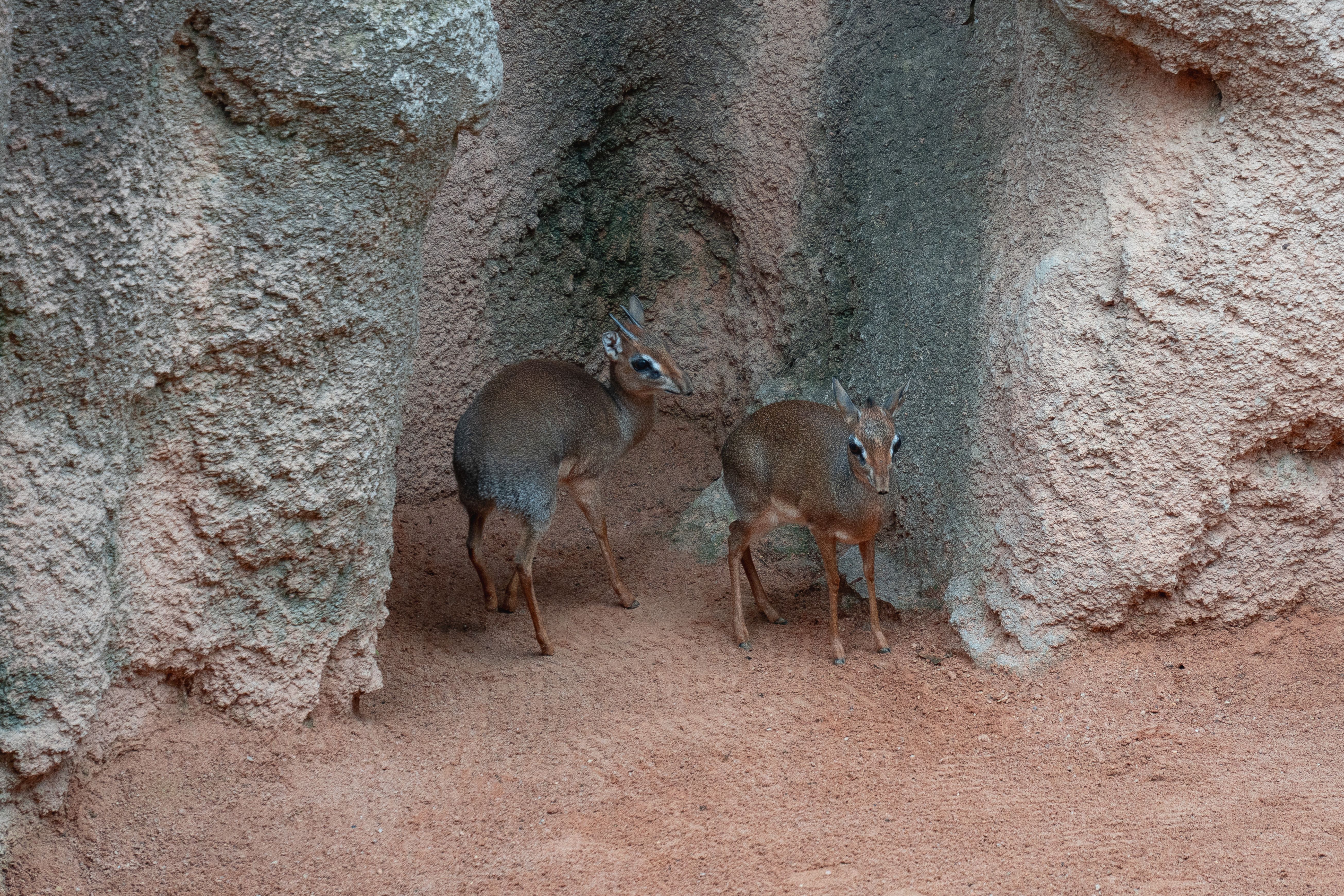 Two Kirk S Dik Dik Antelopes In Rocky Habitat Free Stock Photo