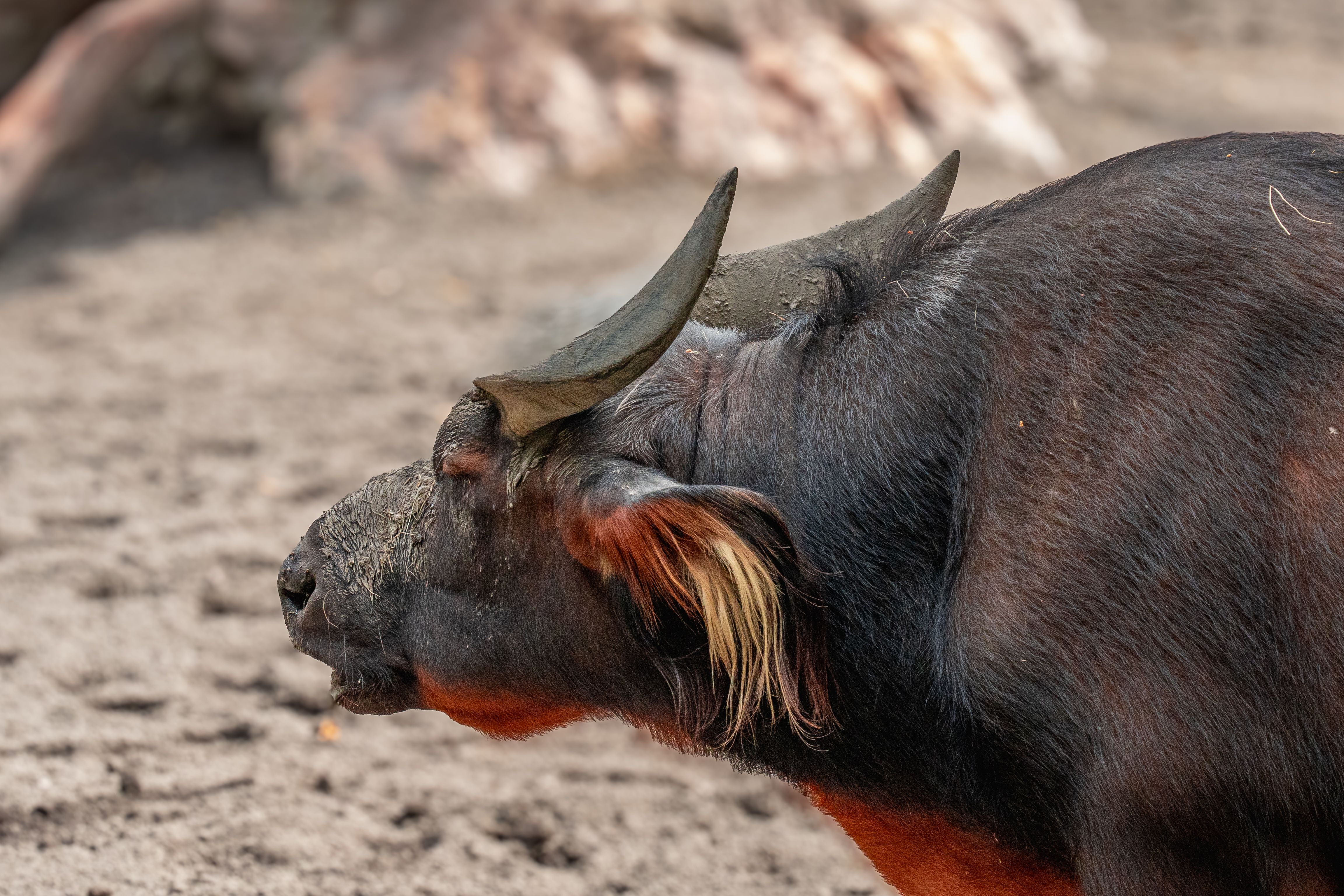 Close-up of a Forest Buffalo in Natural Habitat · Free Stock Photo
