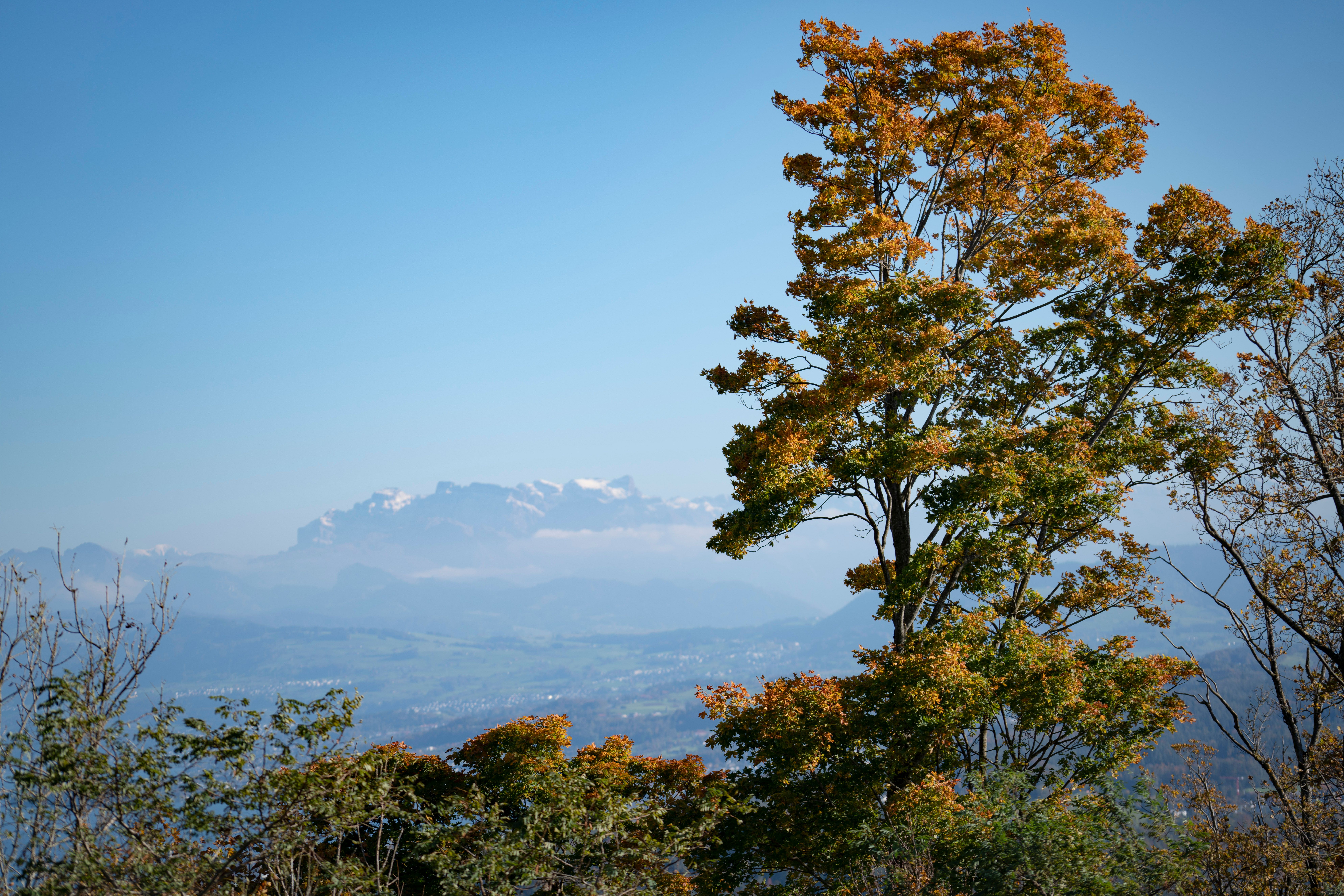 Scenic Mountain View with Autumn Tree · Free Stock Photo