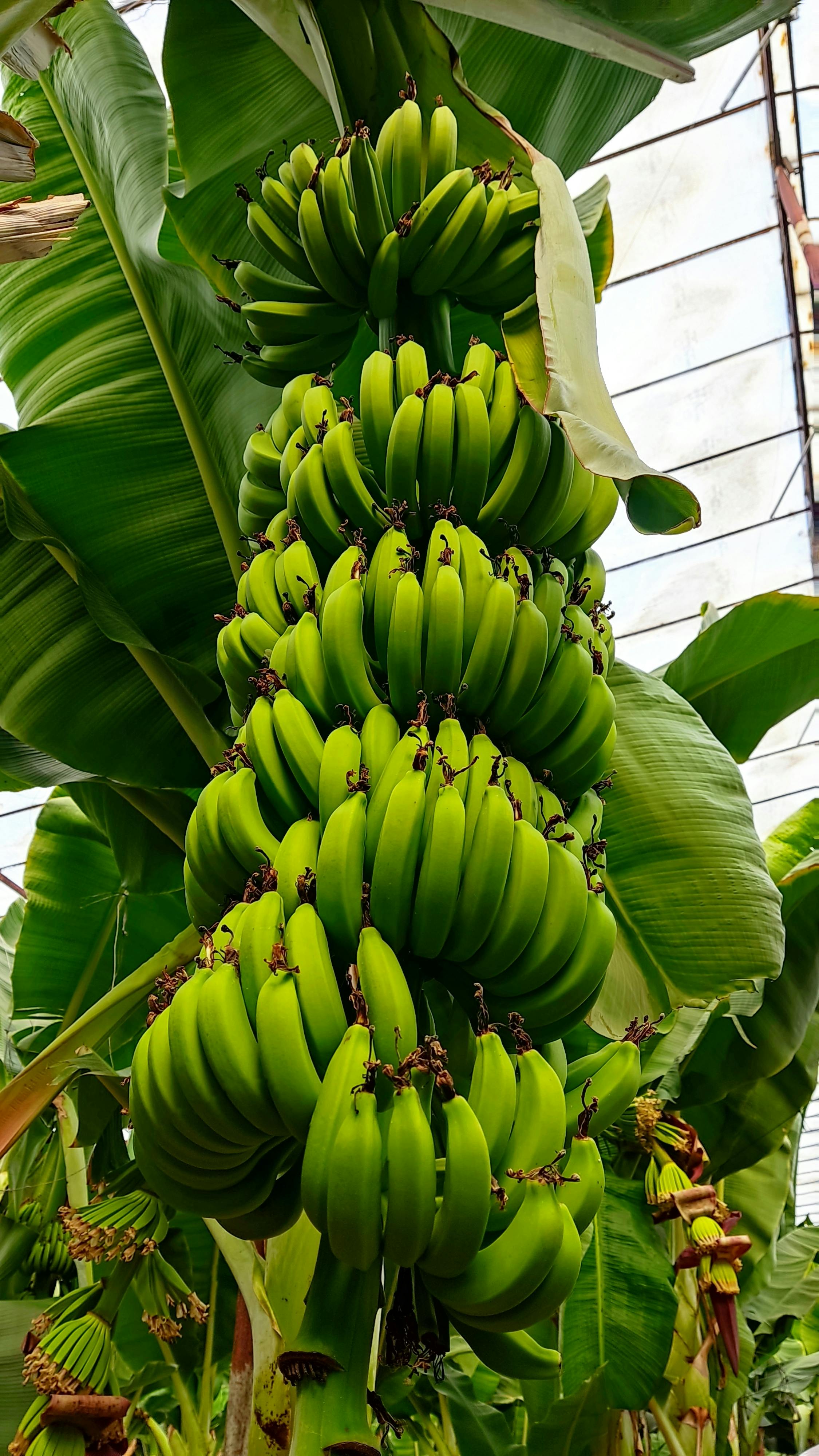 Banana Tree Under Blue Cloudy Sky · Free Stock Photo