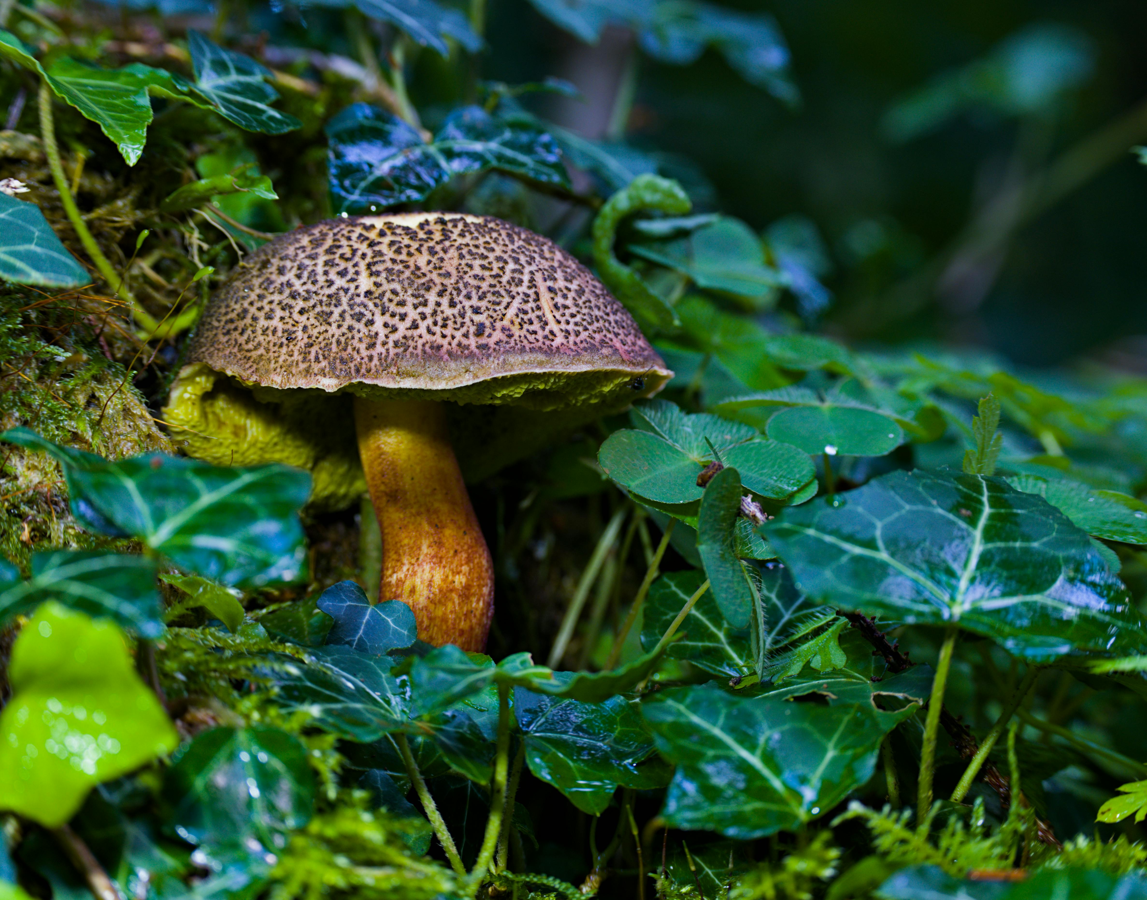 Bragger Photos, Download The BEST Free Bragger Stock Photos & HD Images