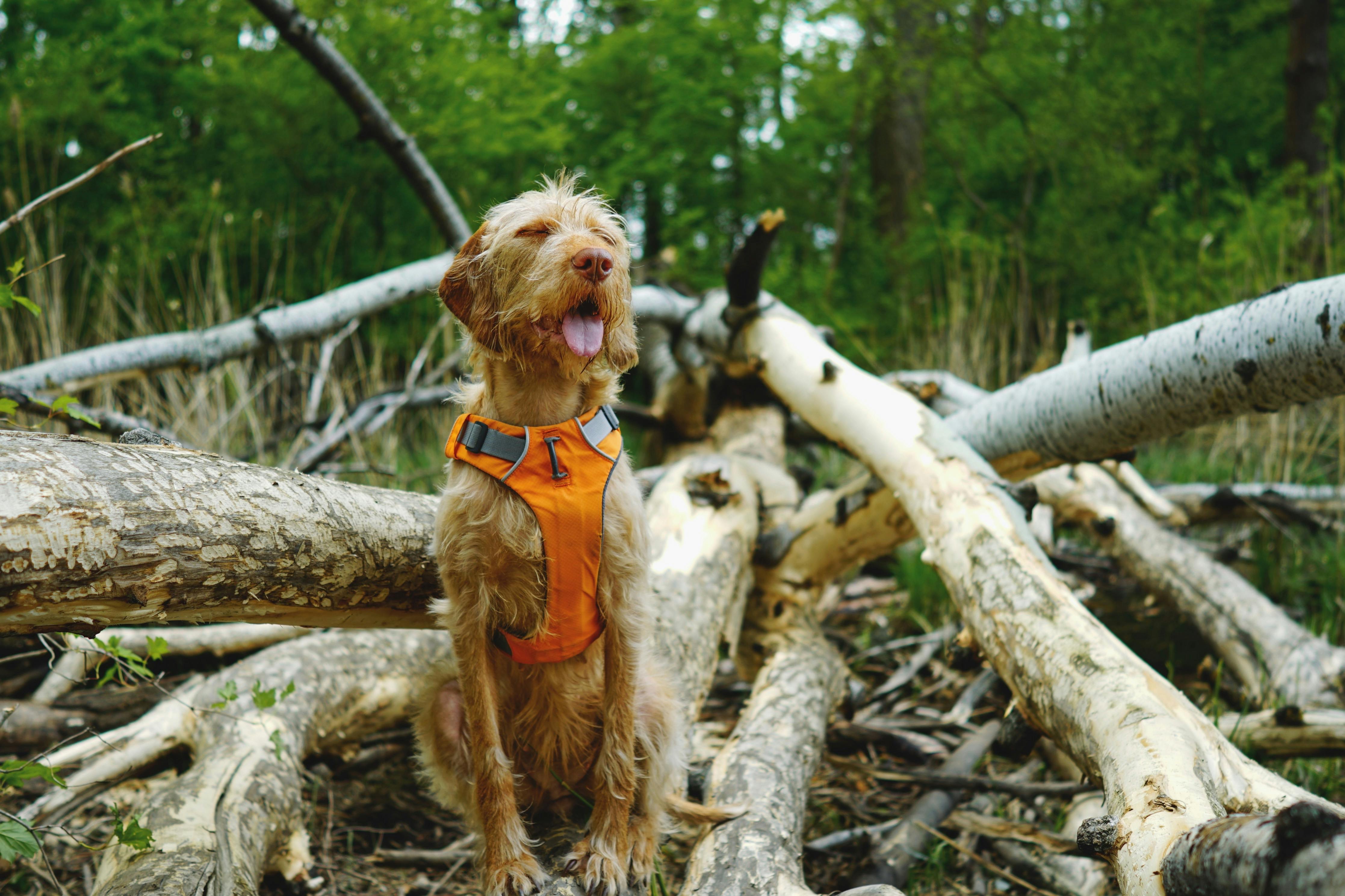 Playful dog on fallen logs in forest · Free Stock Photo
