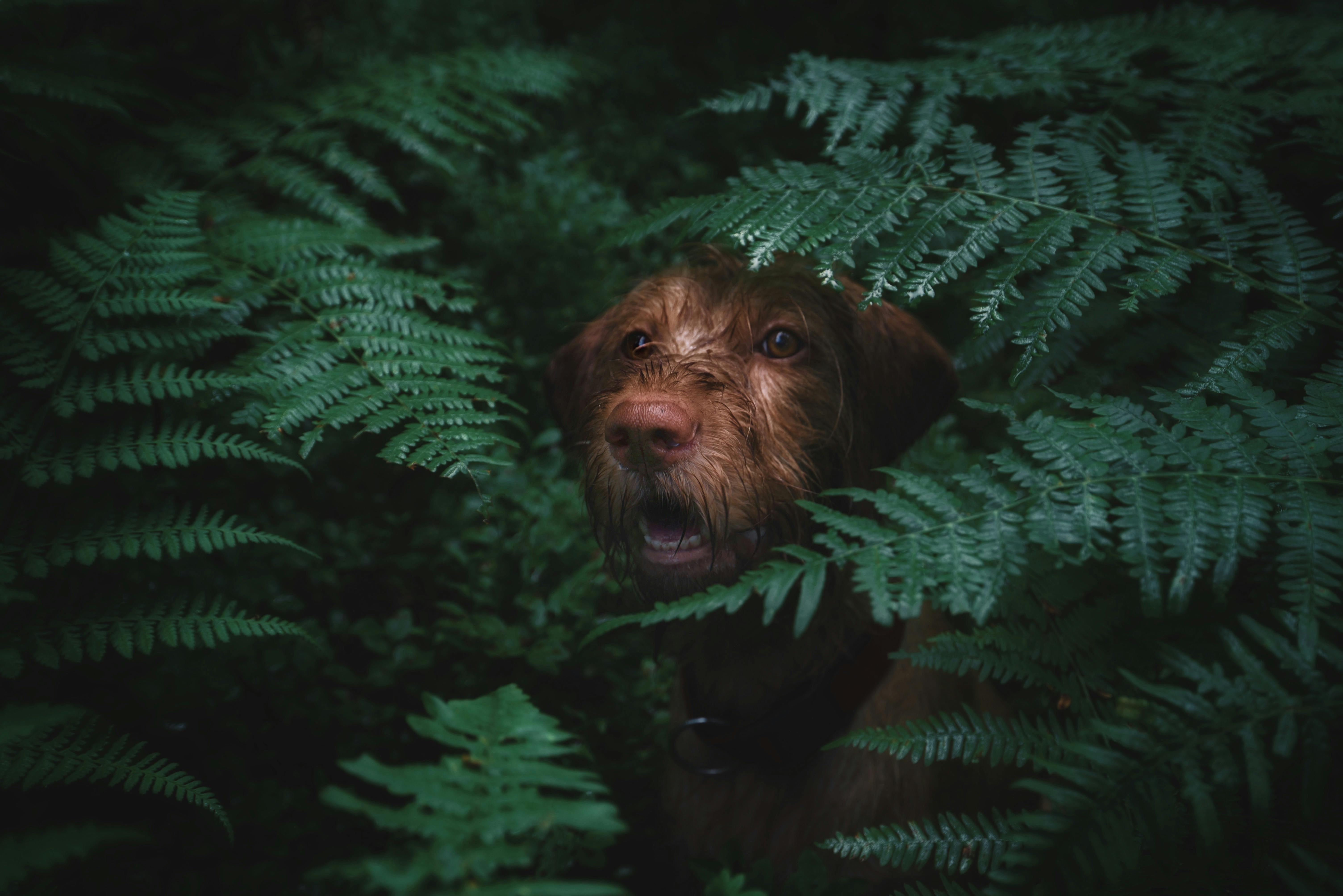 Curious Dog Peeking Through Lush Green Ferns · Free Stock Photo