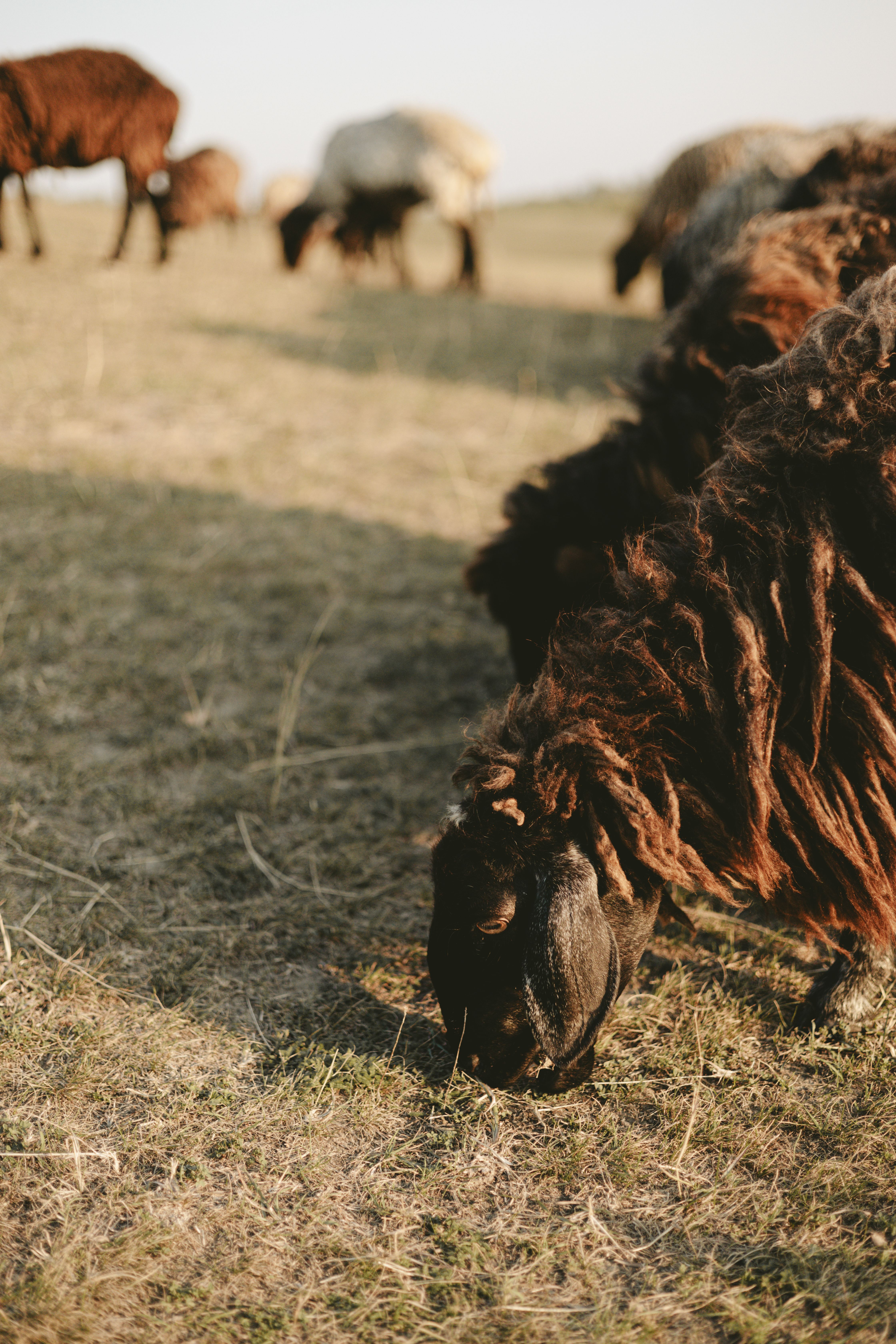 Rustic Sheep Grazing in Sunlit Pasture · Free Stock Photo