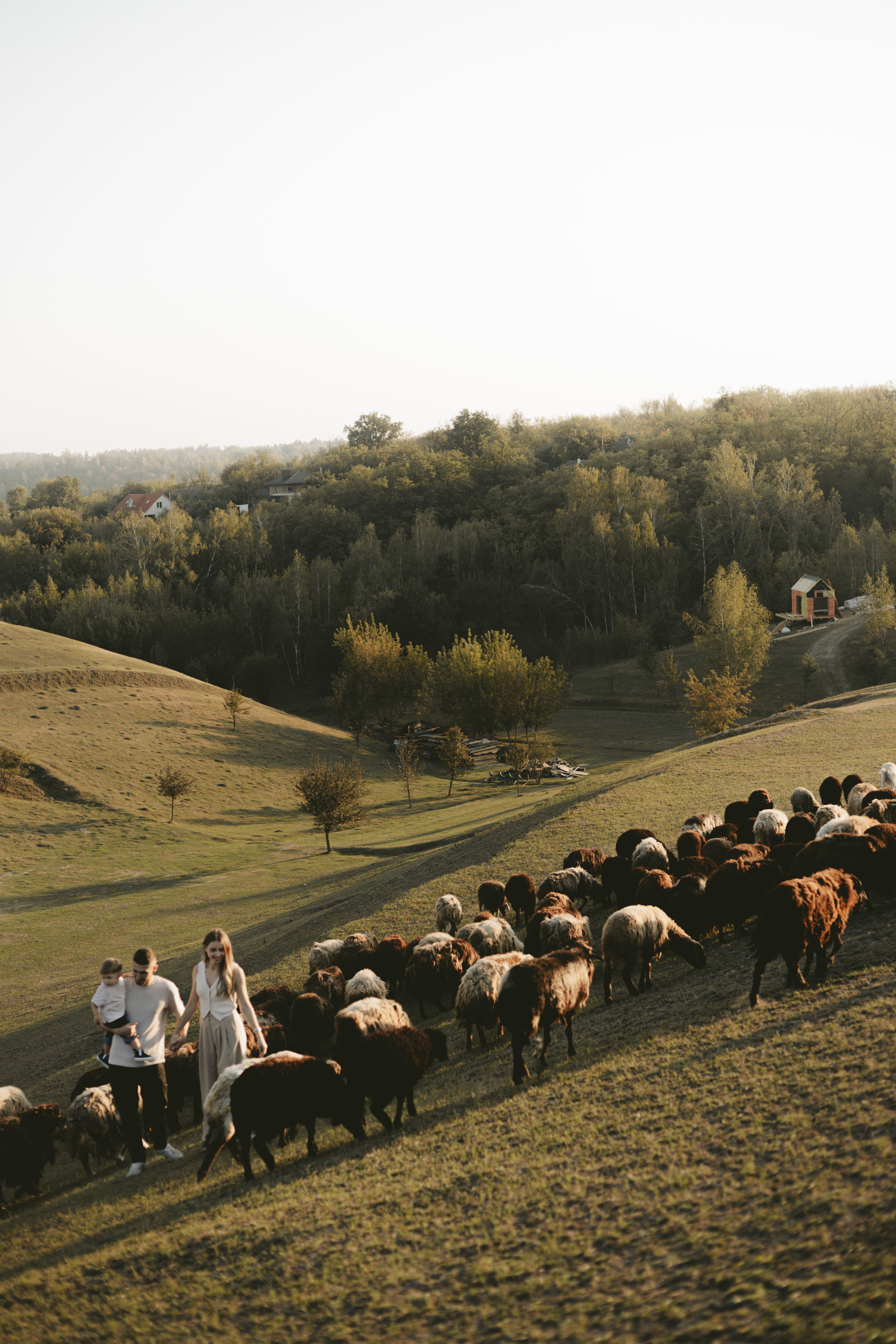 Pastoral Scene with Shepherds and Flock · Free Stock Photo