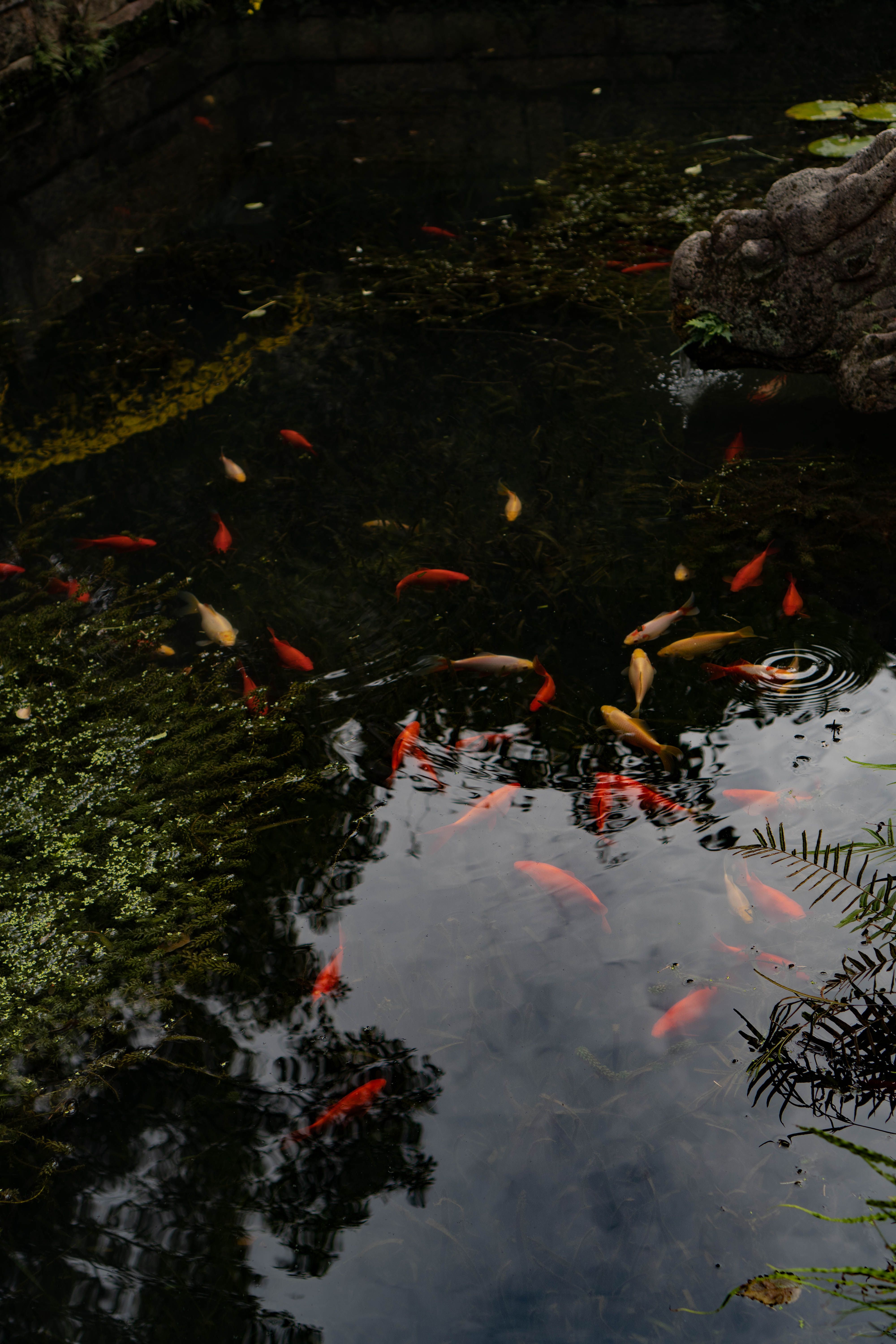 Beautiful Koi Fish in a Serene Pond · Free Stock Photo