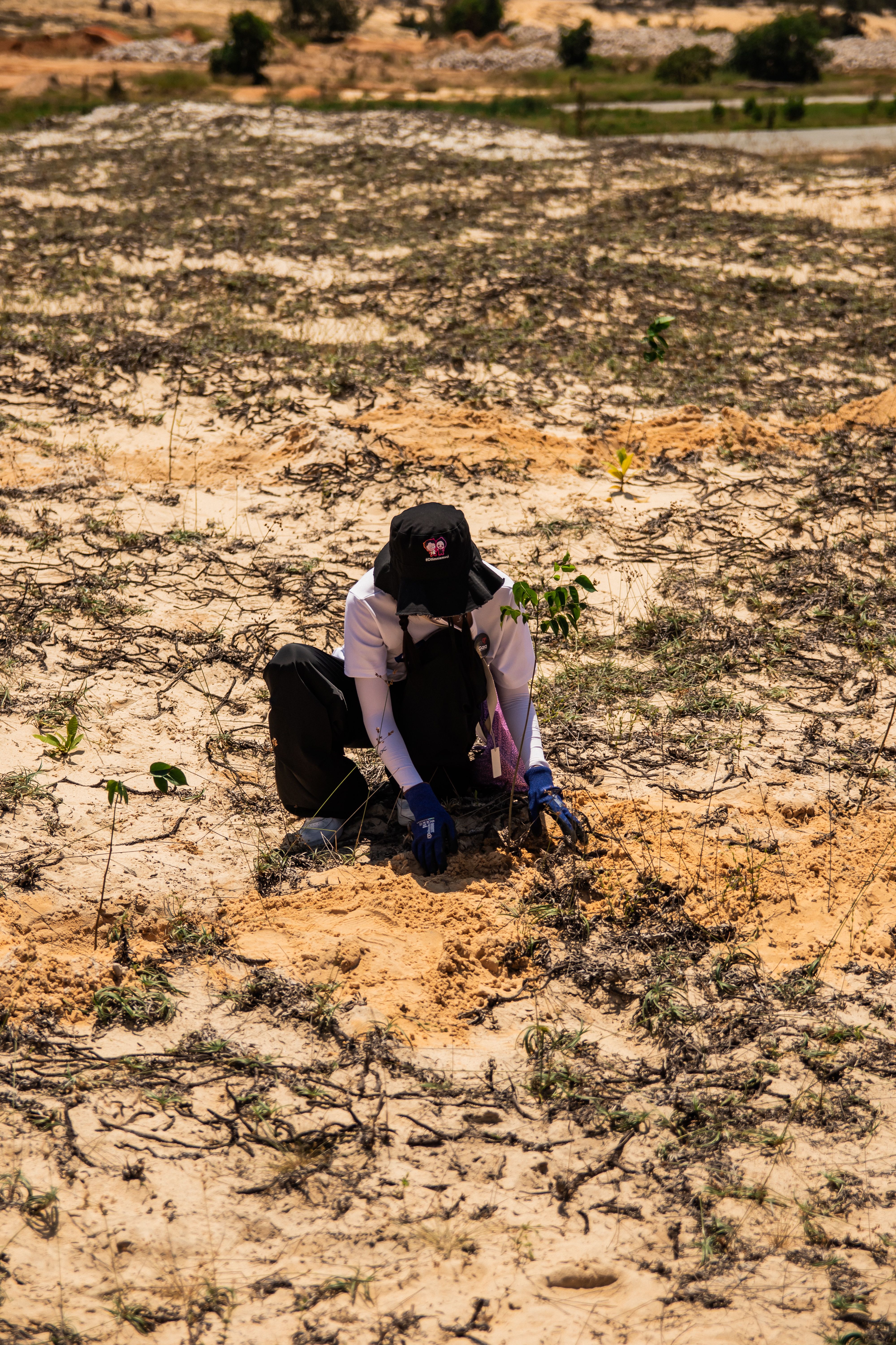 Person planting sapling in Phan Thiết desert terrain · Free Stock Photo