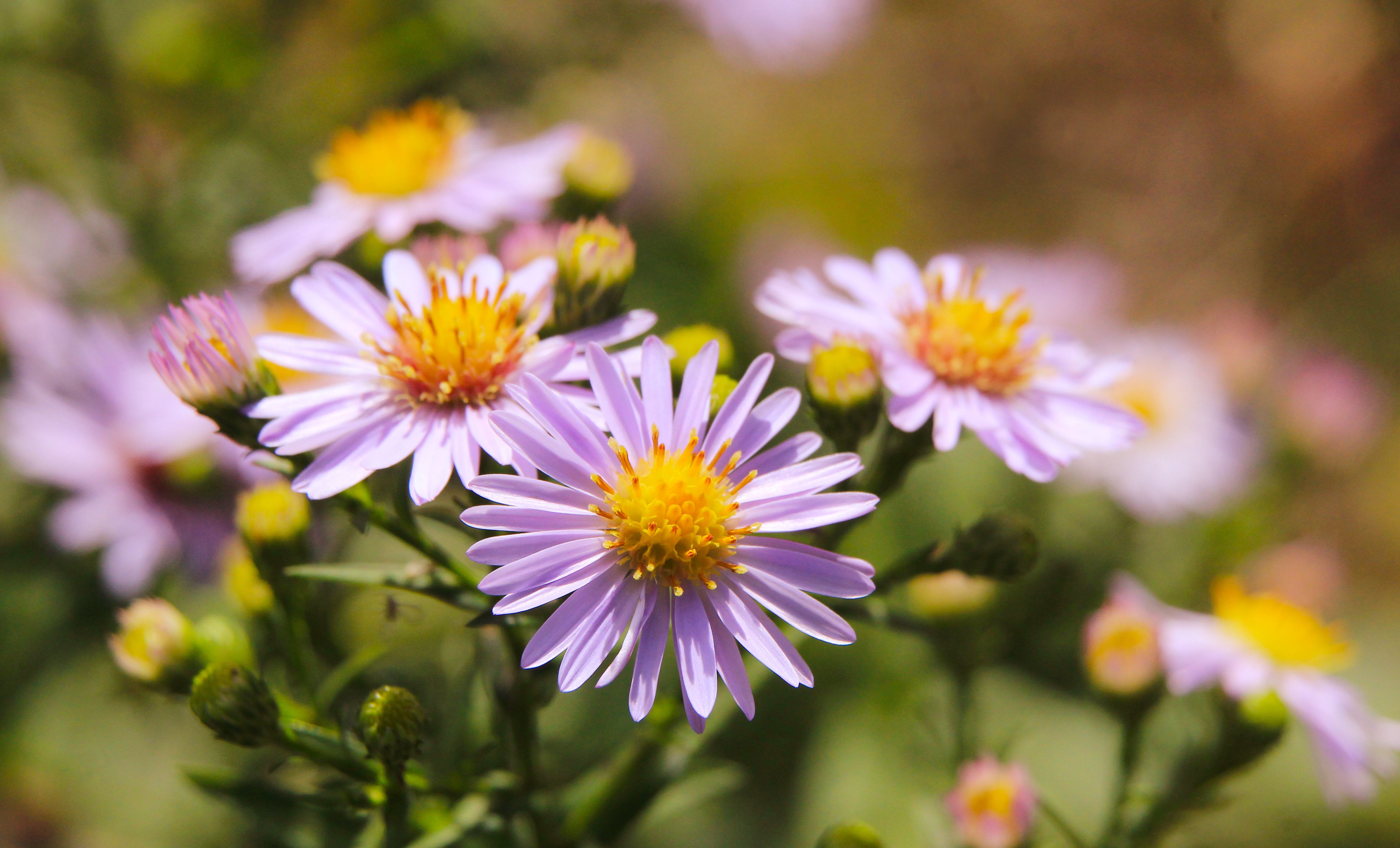 Close-up of Blooming Aster Flowers in Nature · Free Stock Photo