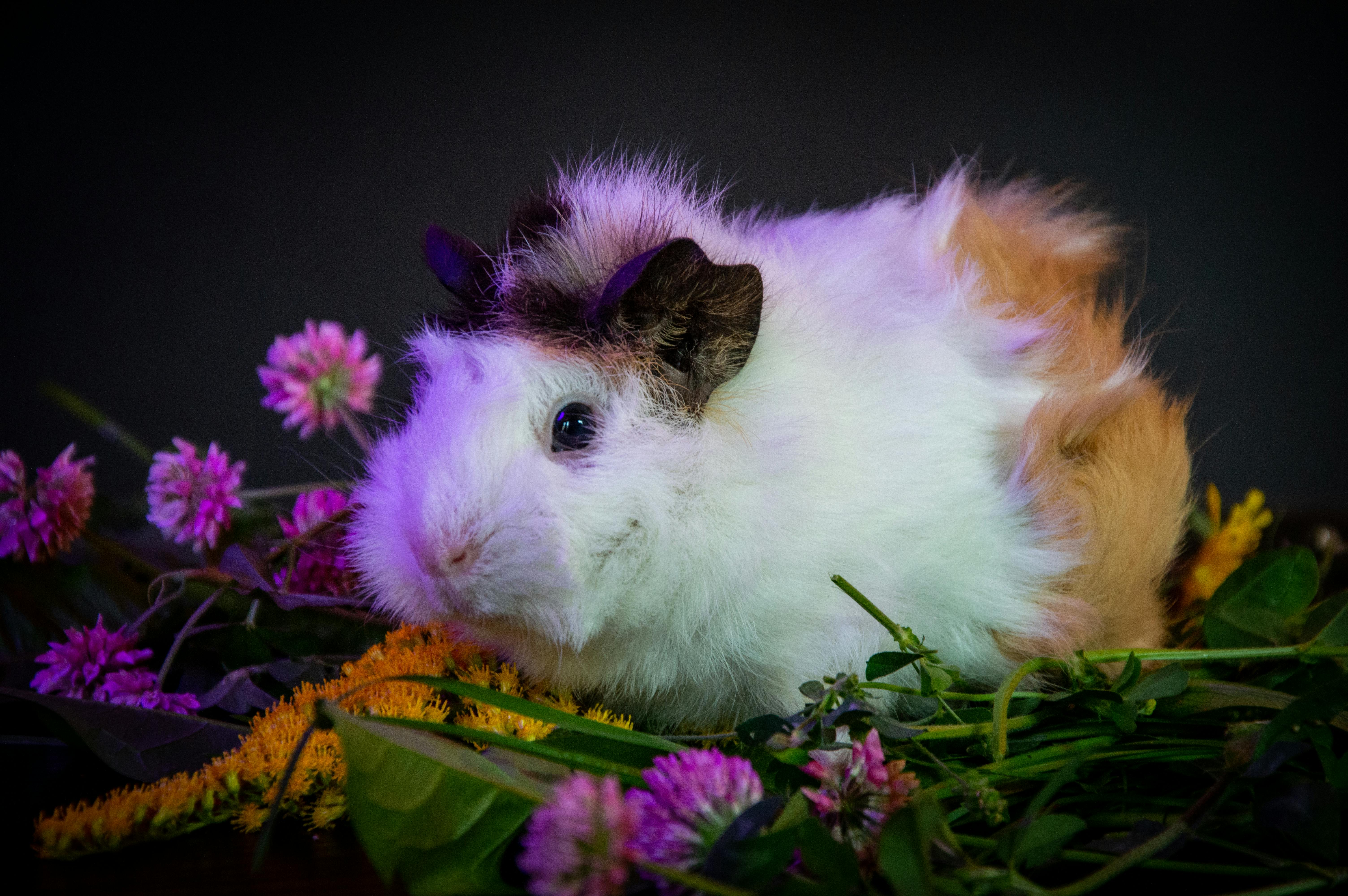 Fluffy Guinea Pig Amongst Colorful Flowers · Free Stock Photo