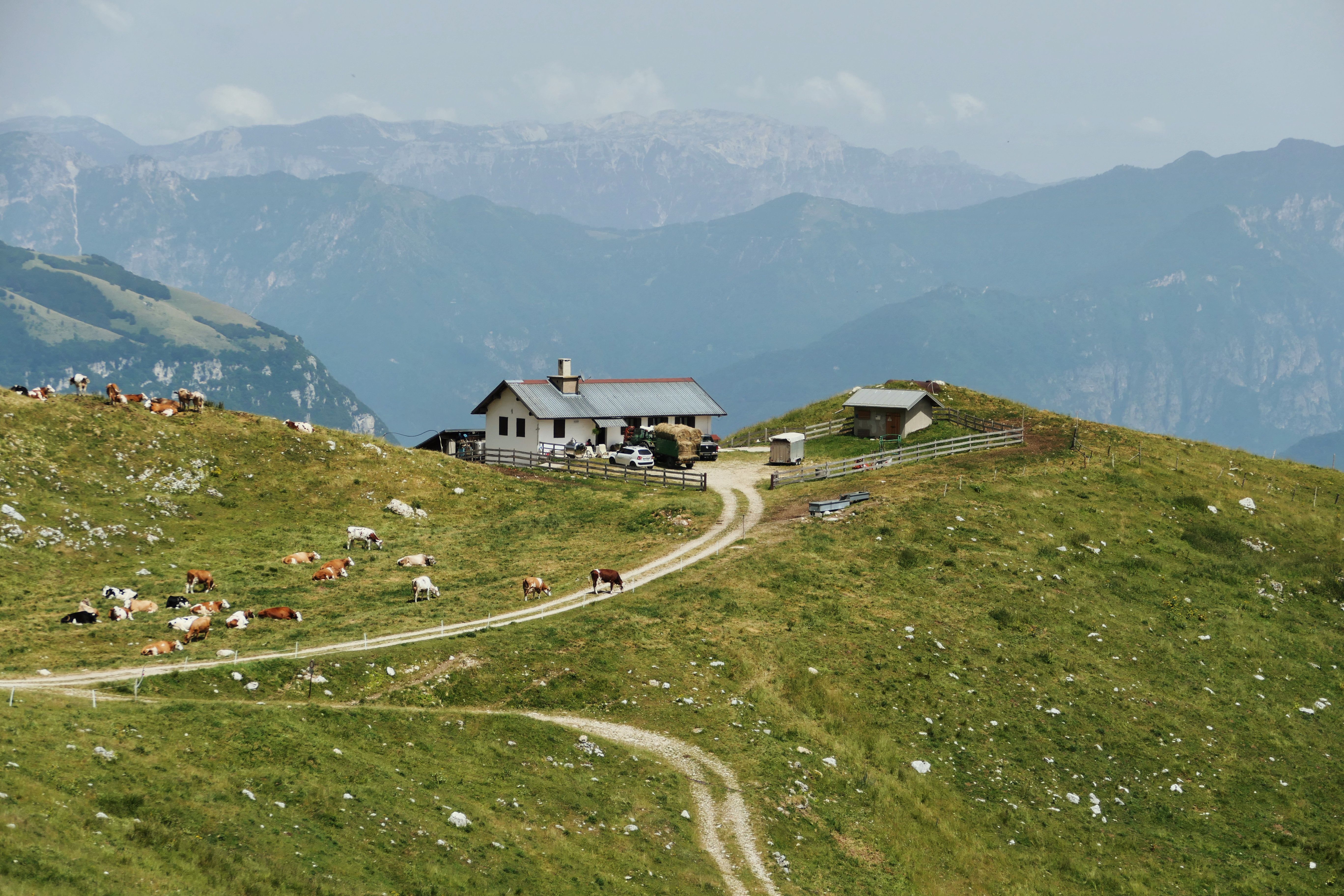 Scenic Mountain Farm with Grazing Cattle · Free Stock Photo