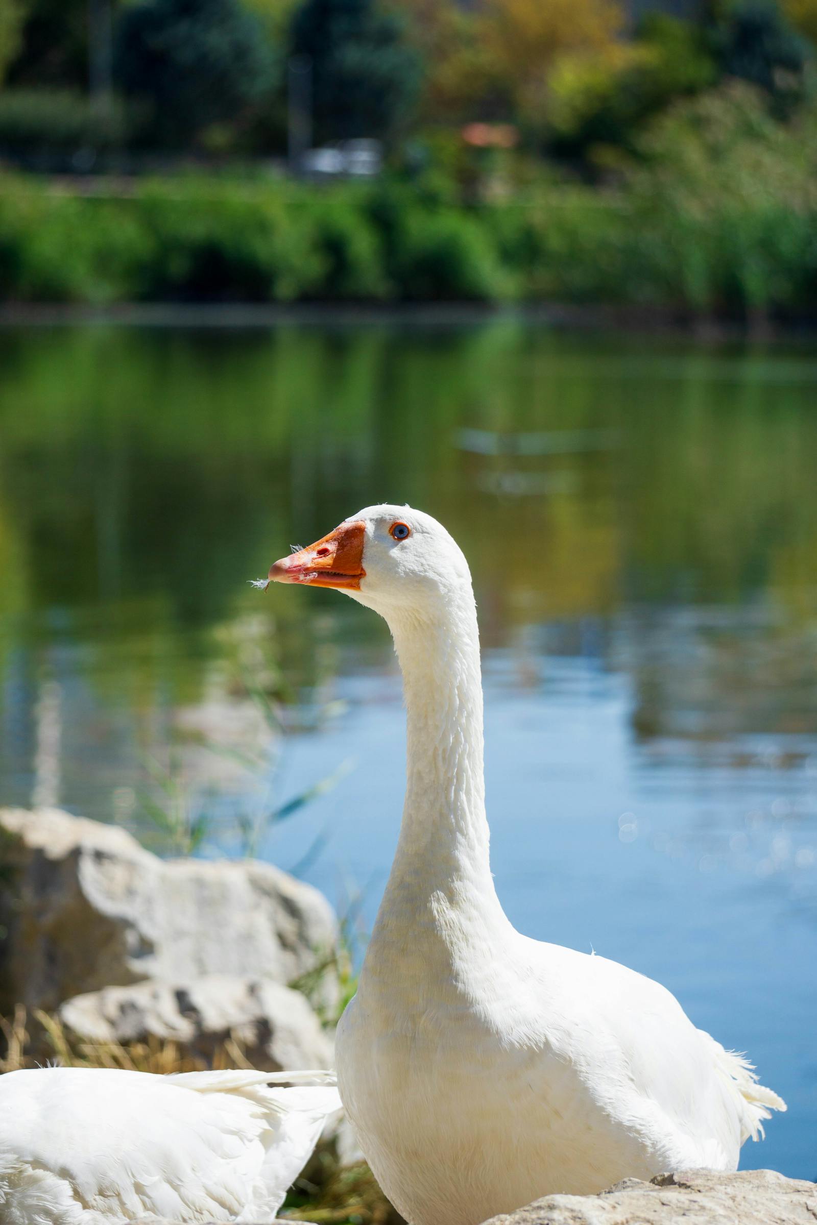 White Background 1080p Photos, Download The BEST Free White Background ...