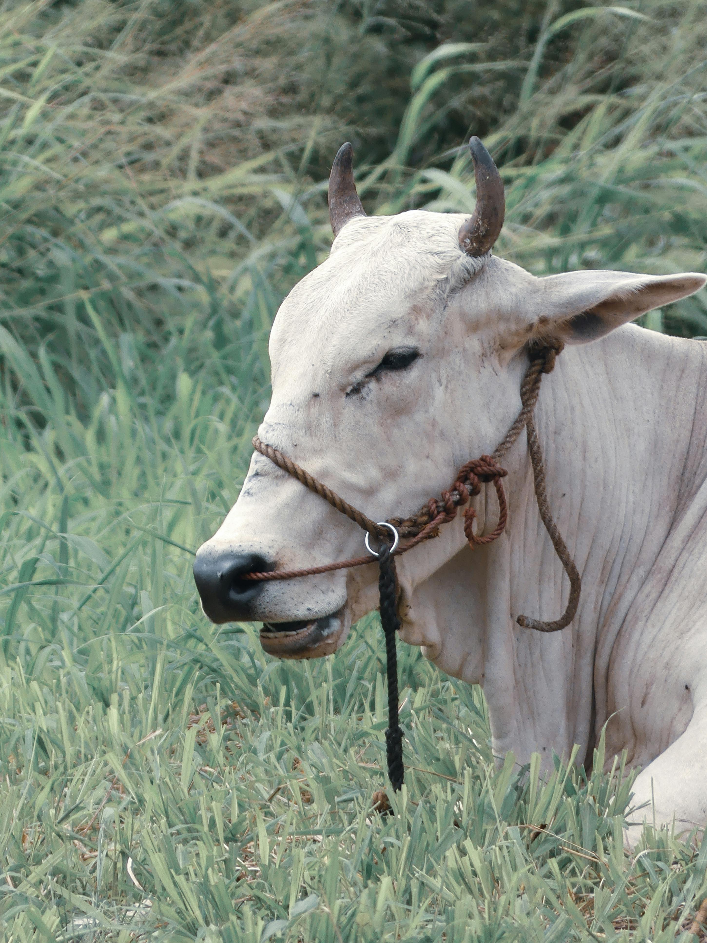White Cow Relaxing in Philippine Pasture · Free Stock Photo