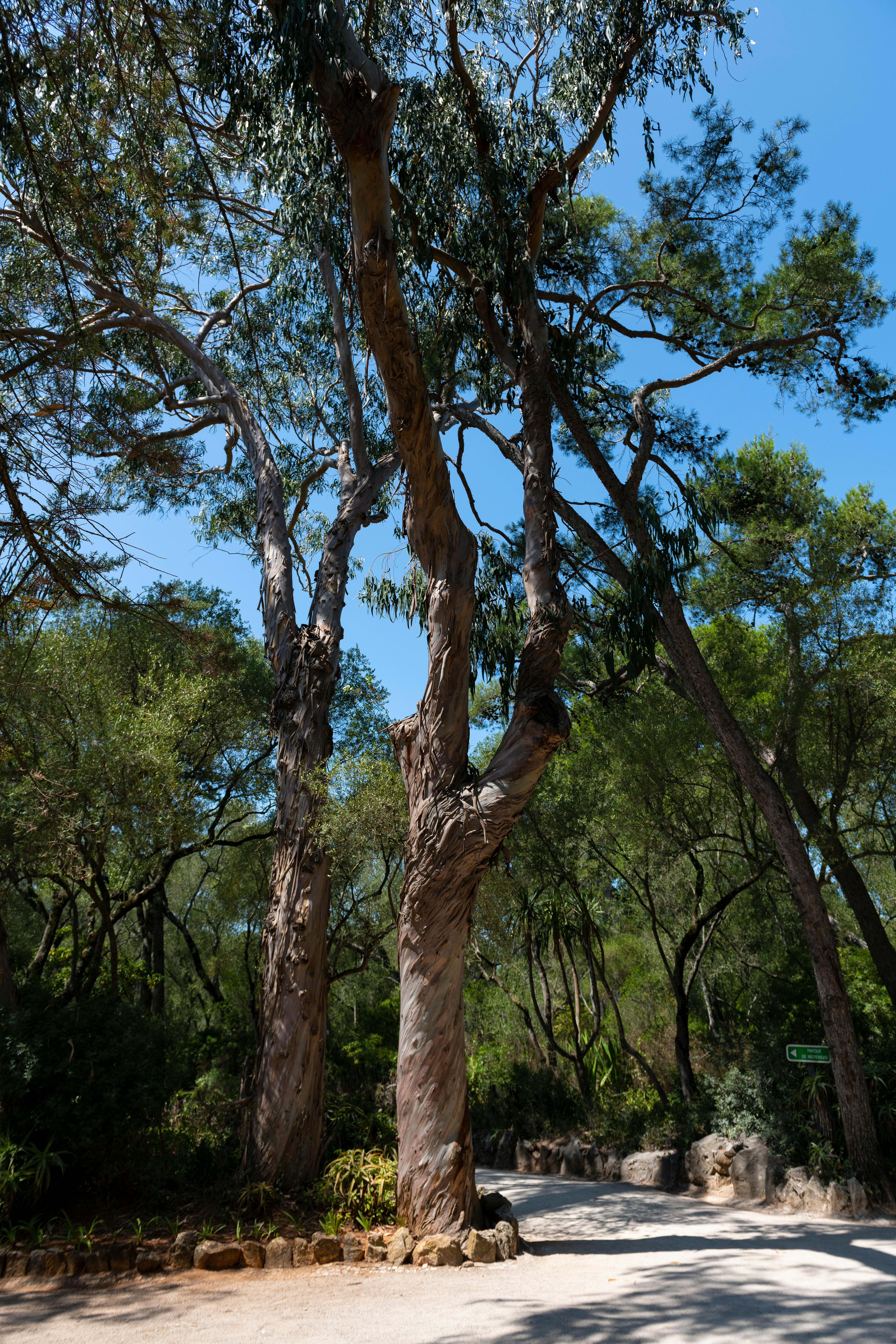 Majestic Trees in a Lisbon Nature Park · Free Stock Photo