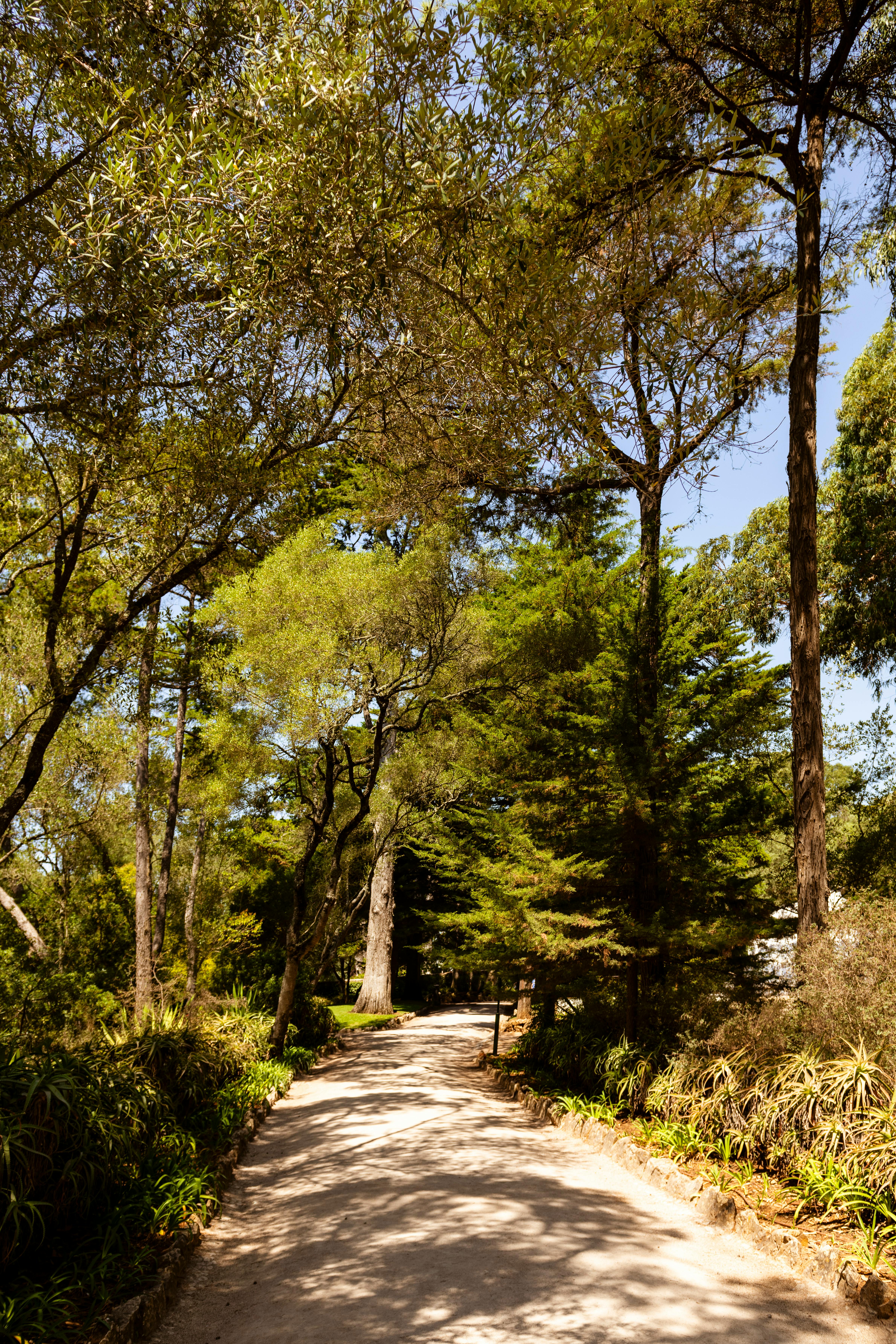 Scenic Forest Pathway in Lisbon, Portugal · Free Stock Photo