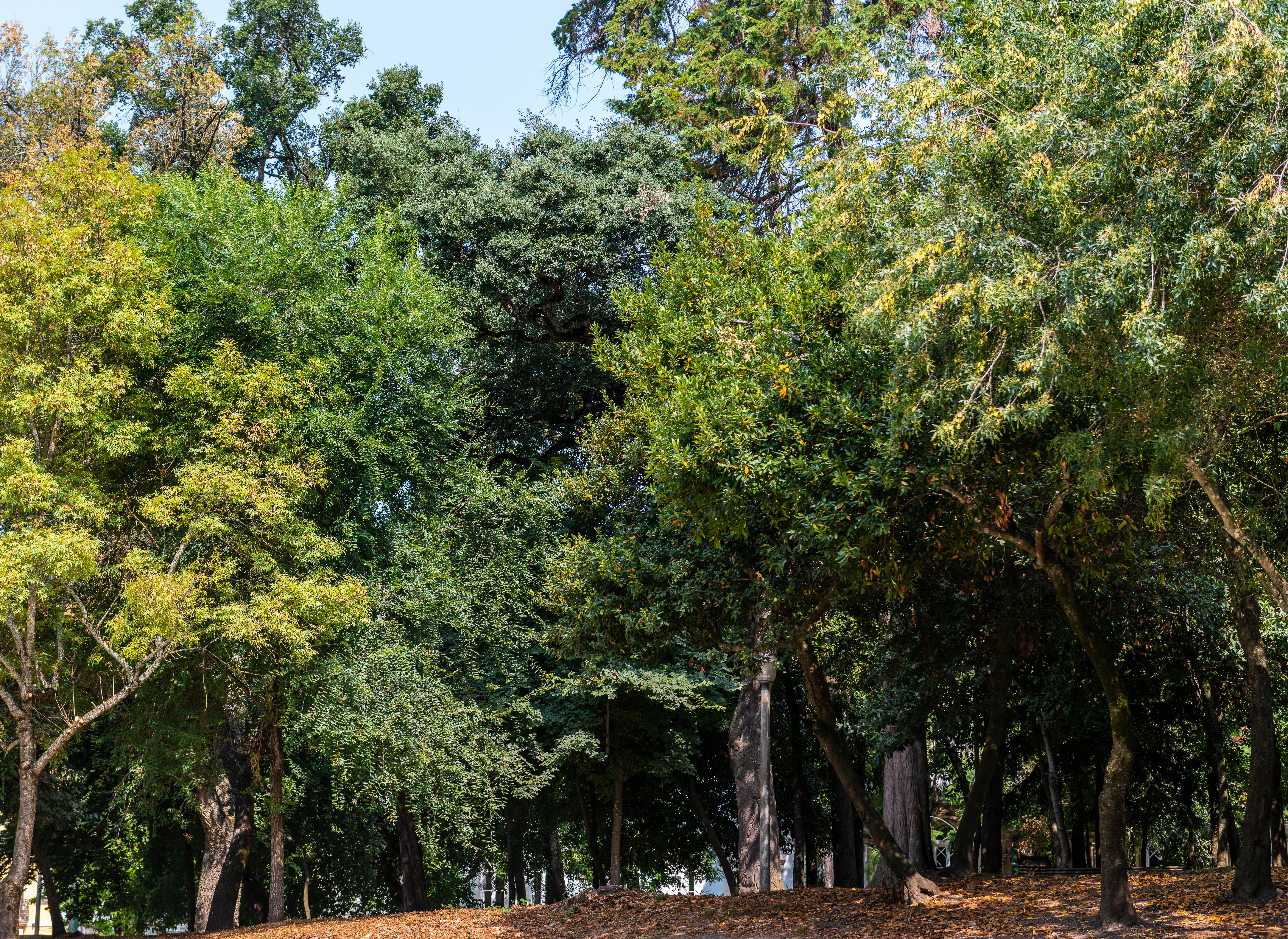 Lush Green Trees in Lisbon Park · Free Stock Photo