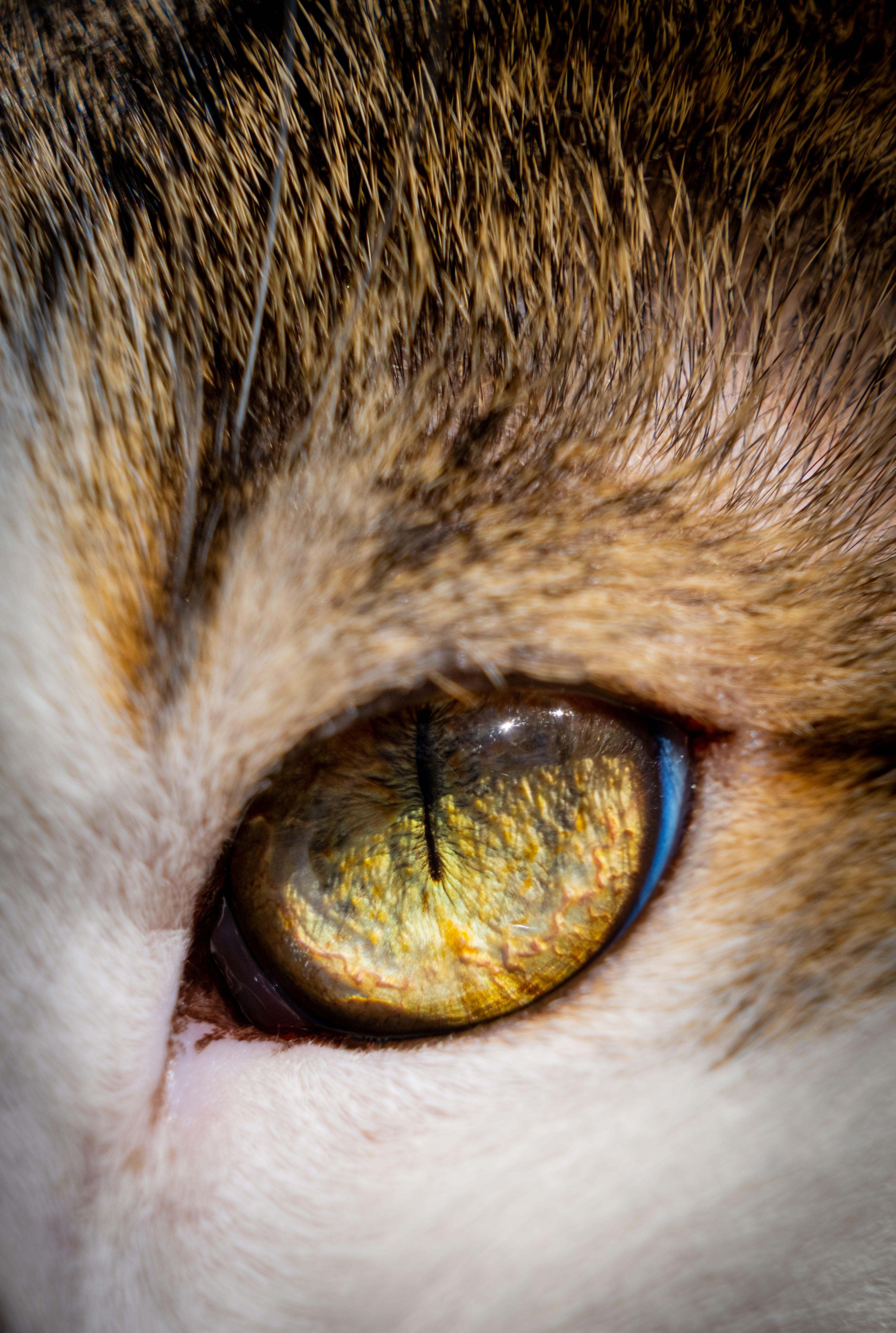 Primer Plano Del Ojo De Un Gato Con Detalles Llamativos · Foto de stock ...