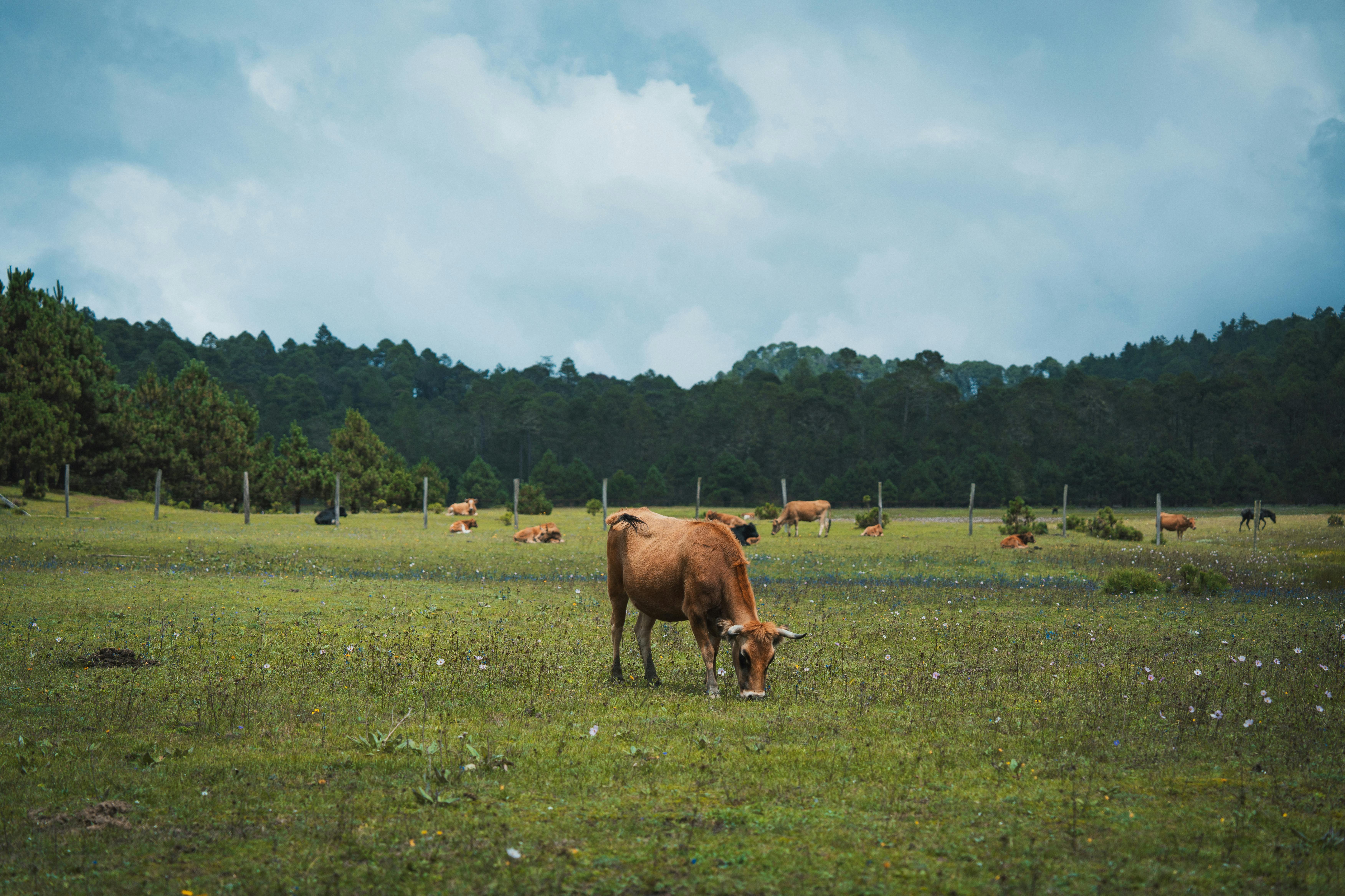 Serene Cattle Grazing in Oaxaca Pasture · Free Stock Photo