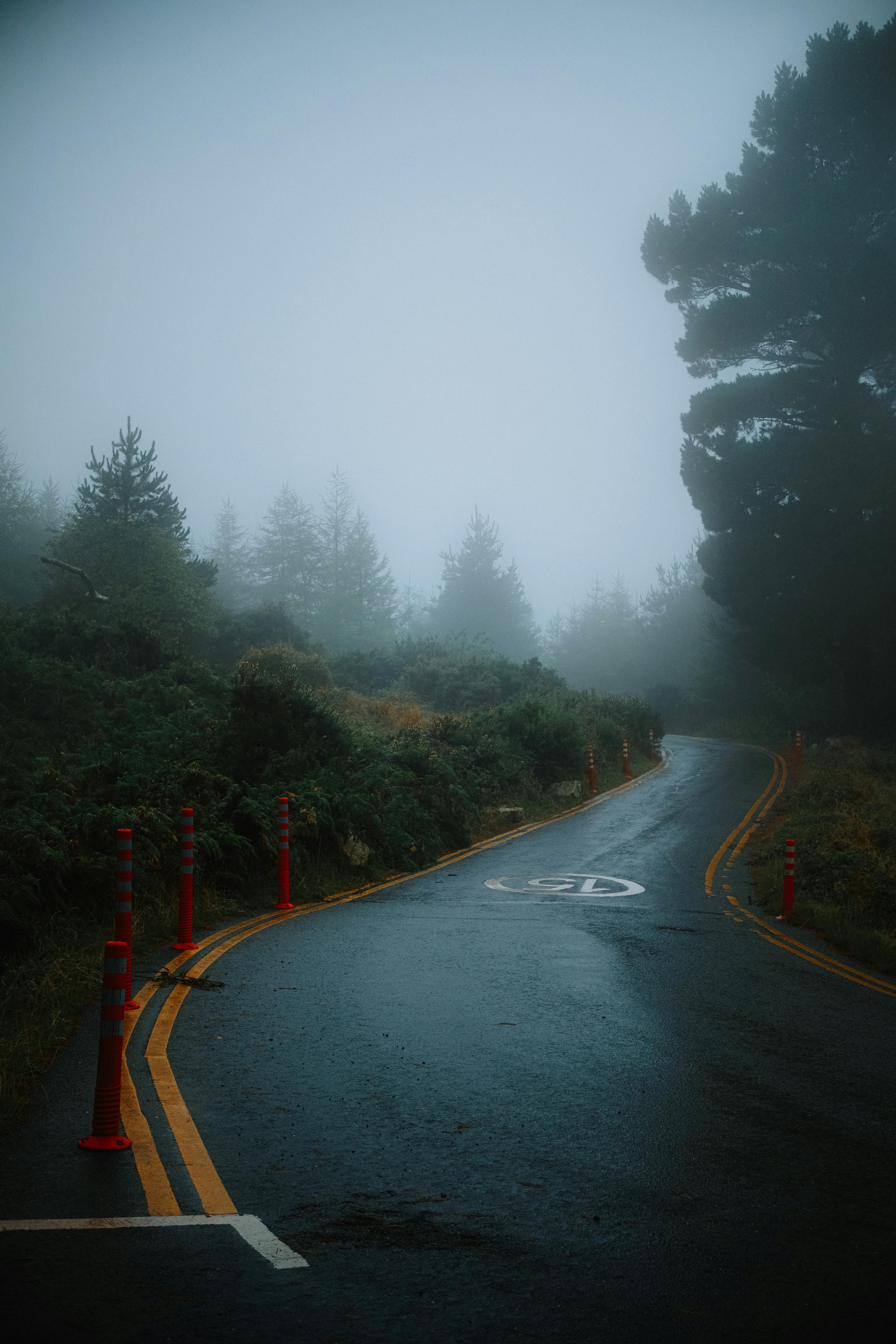 Foggy Forest Road with Moody Atmosphere · Free Stock Photo