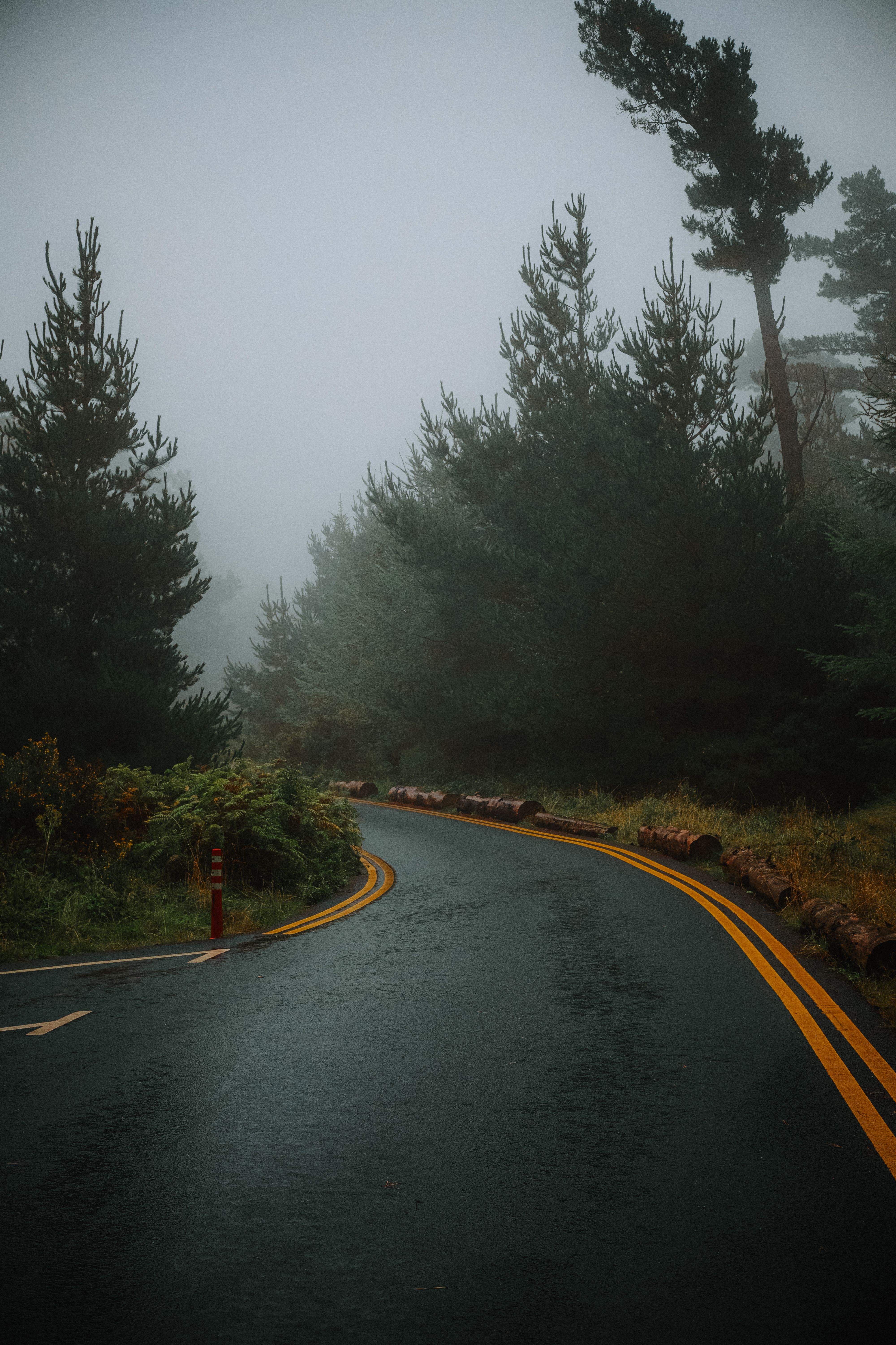 Camino Brumoso Que Serpentea A Través De Un Denso Bosque Neblinoso ...