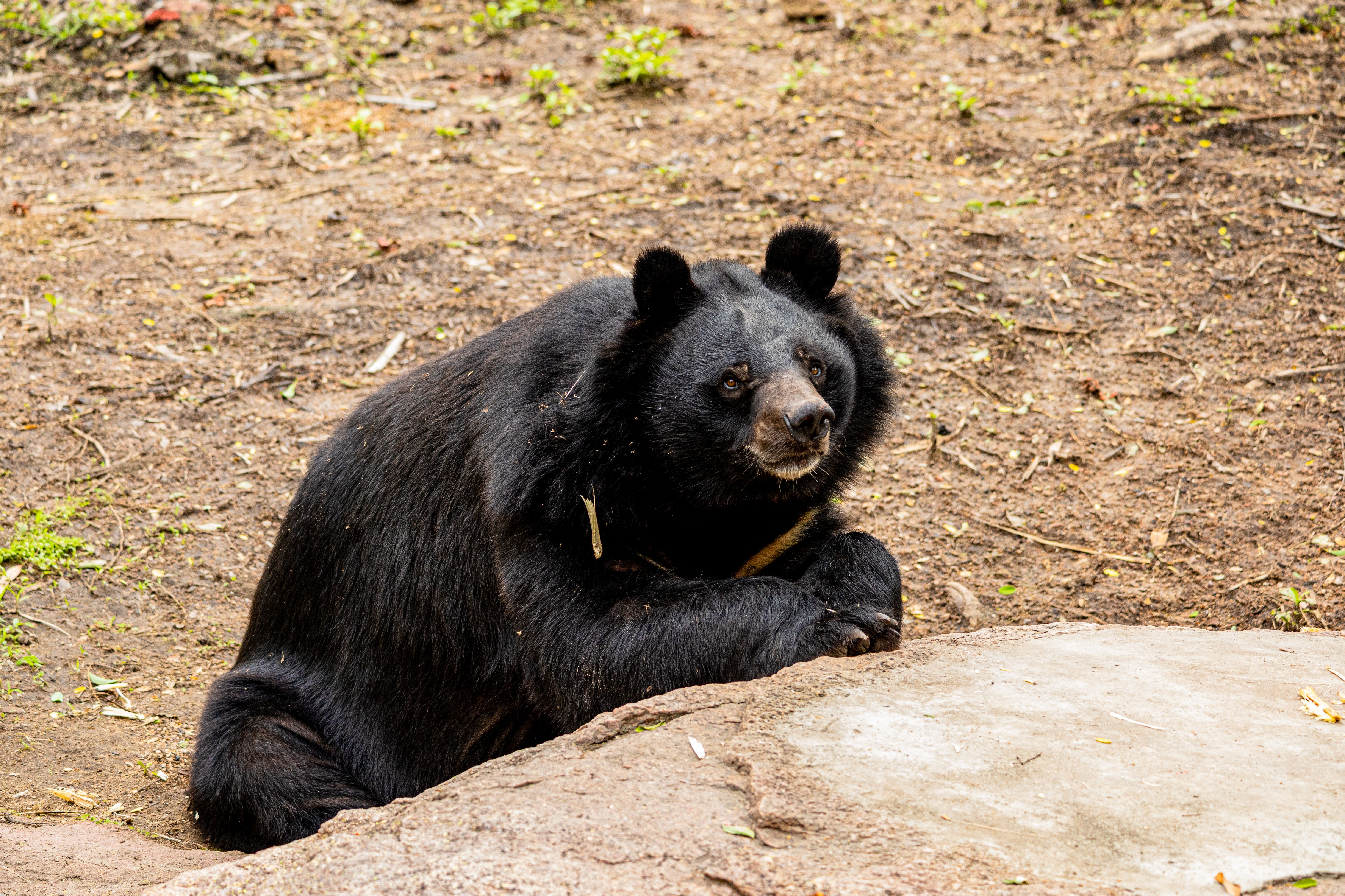 Black Bear Resting in Natural Habitat Outdoors · Free Stock Photo