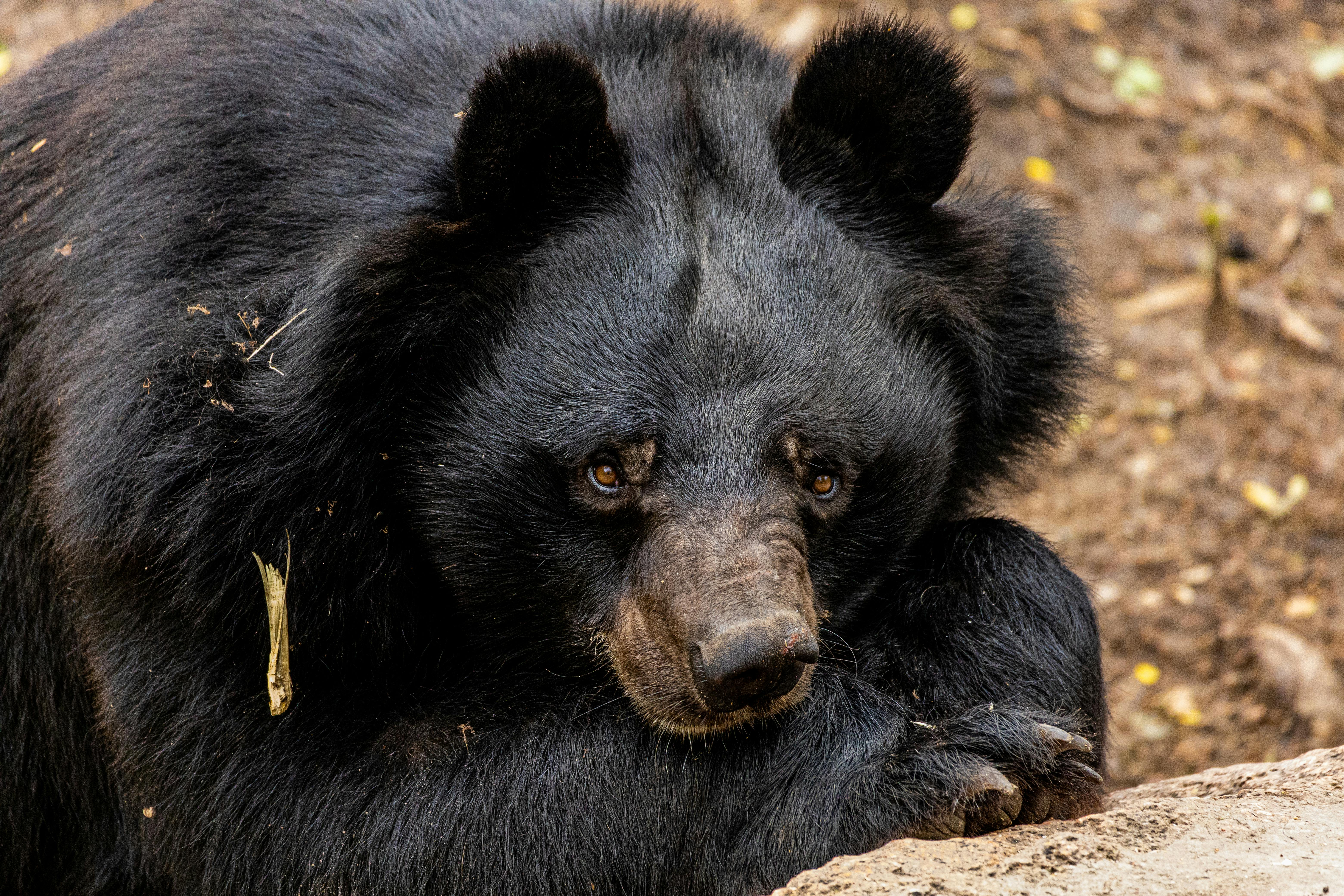 Primer Plano De Un Oso Negro Asiático Descansando · Foto de stock gratuita