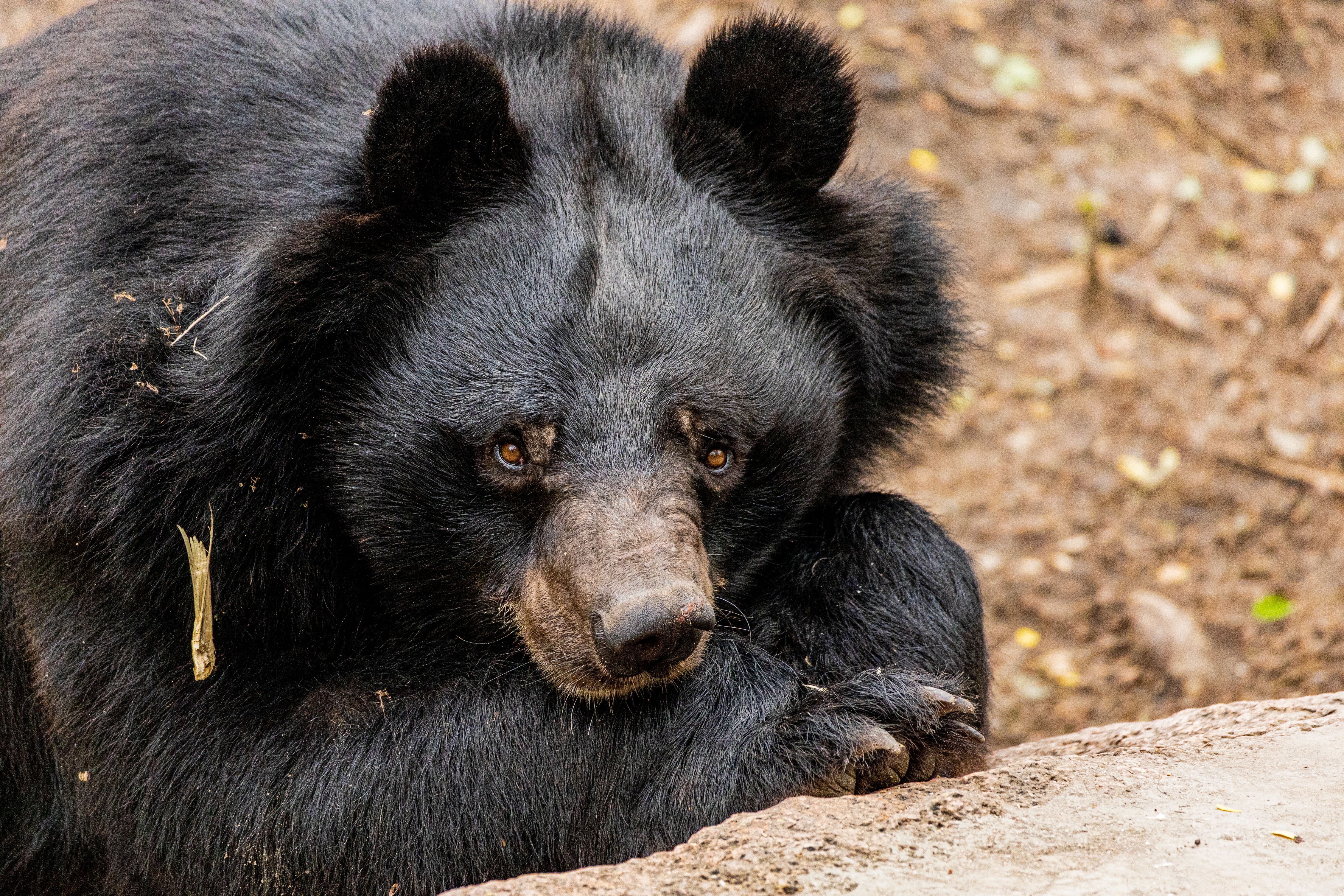 Gros Plan Captivant D'un Ours Noir Dans La Nature · Photo gratuite
