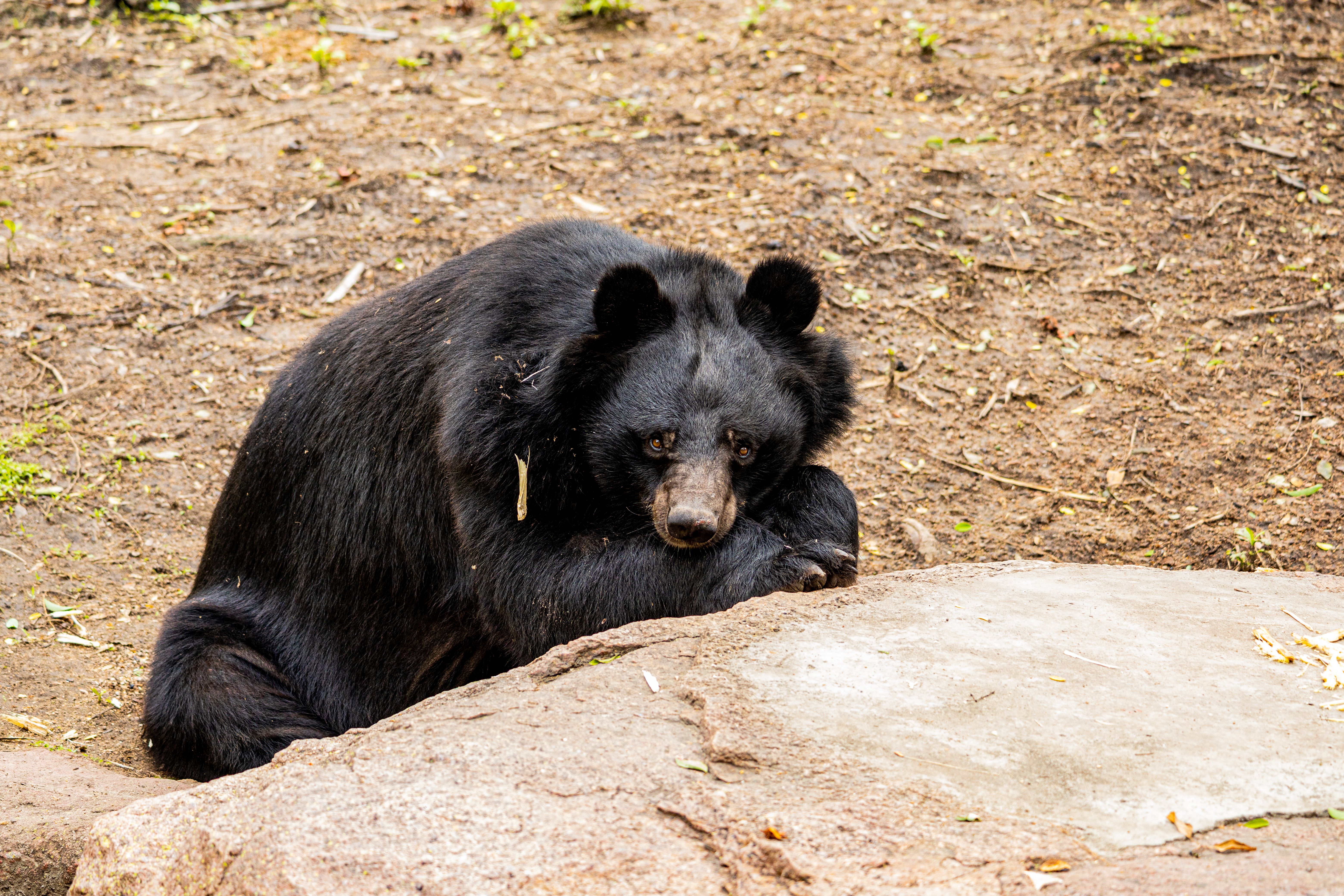 Ours Noir D'asie Détendu Dans Son Habitat Naturel · Photo gratuite