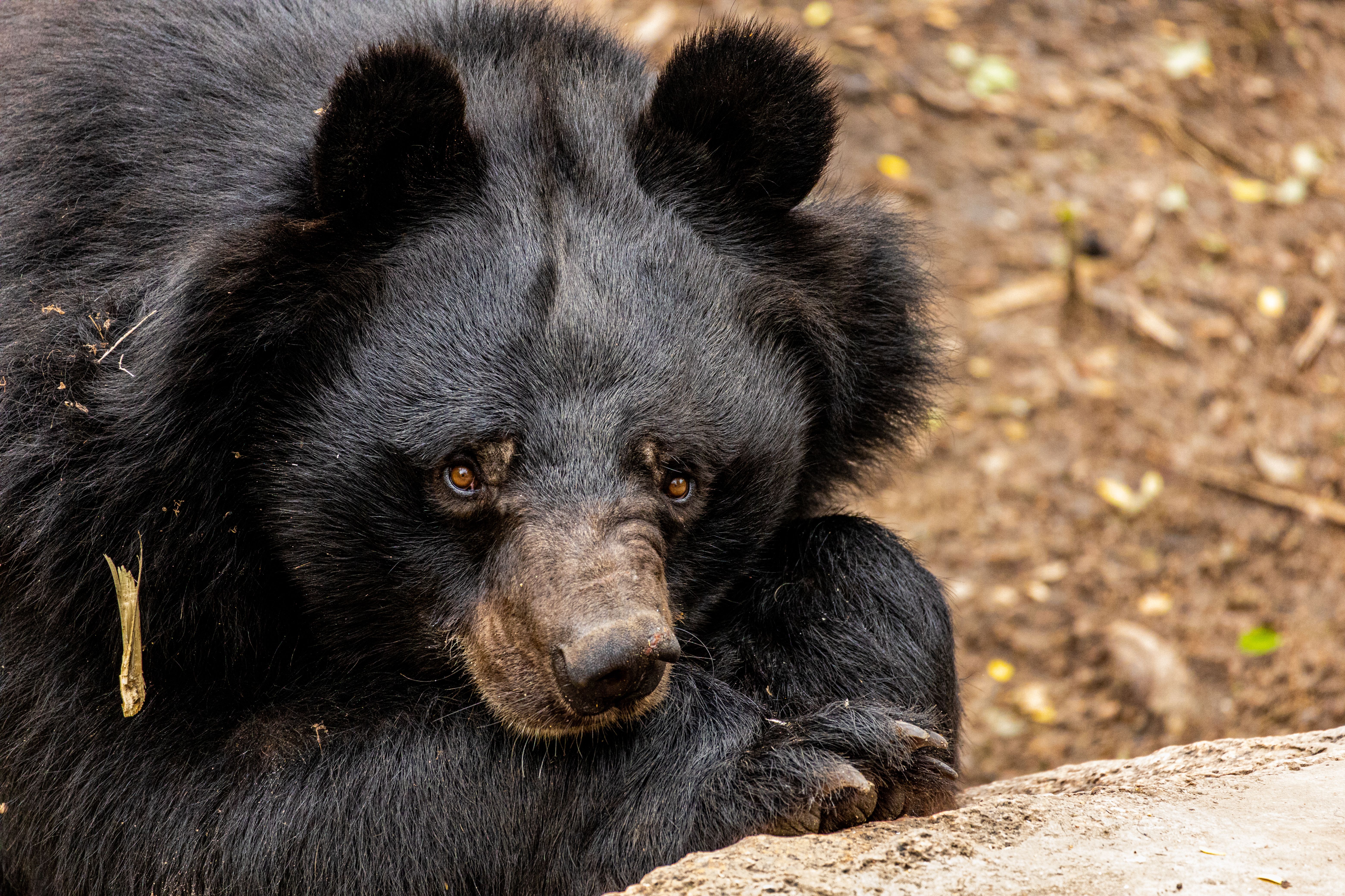Close-up Portrait of a Black Bear in Natural Habitat · Free Stock Photo