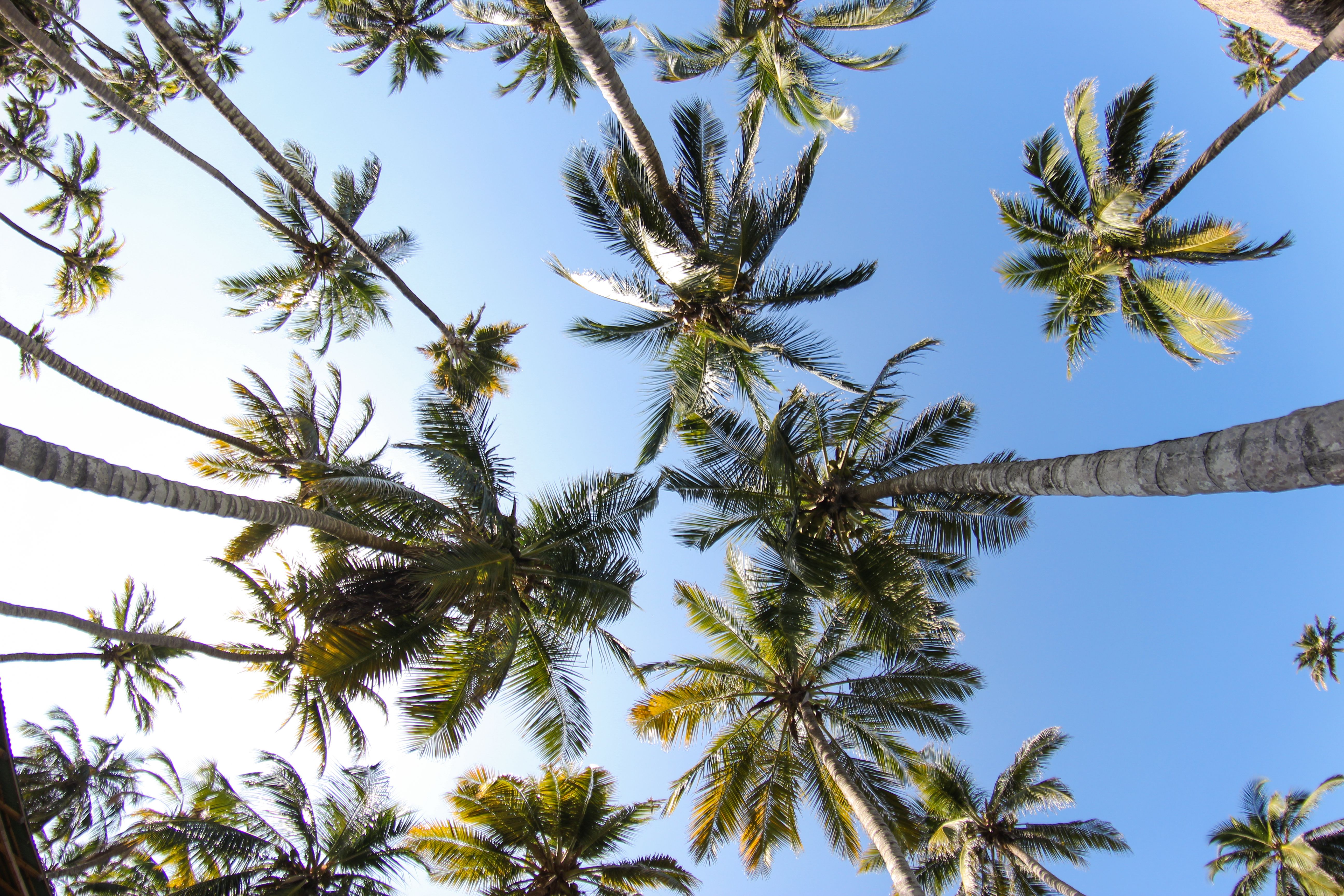 Lush Palm Trees Against a Clear Blue Sky · Free Stock Photo