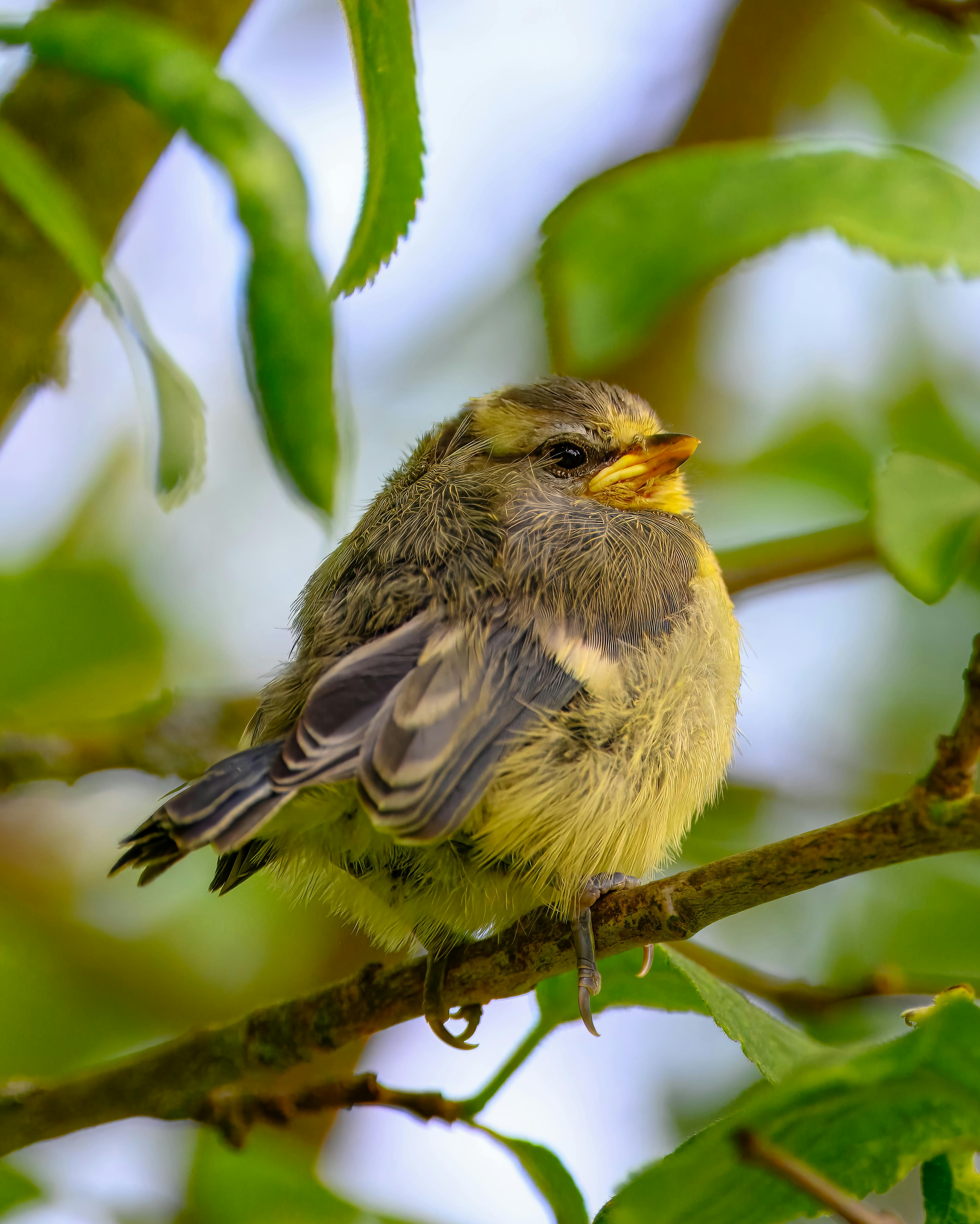 Adorable Young Bird on a Branch in Springtime · Free Stock Photo