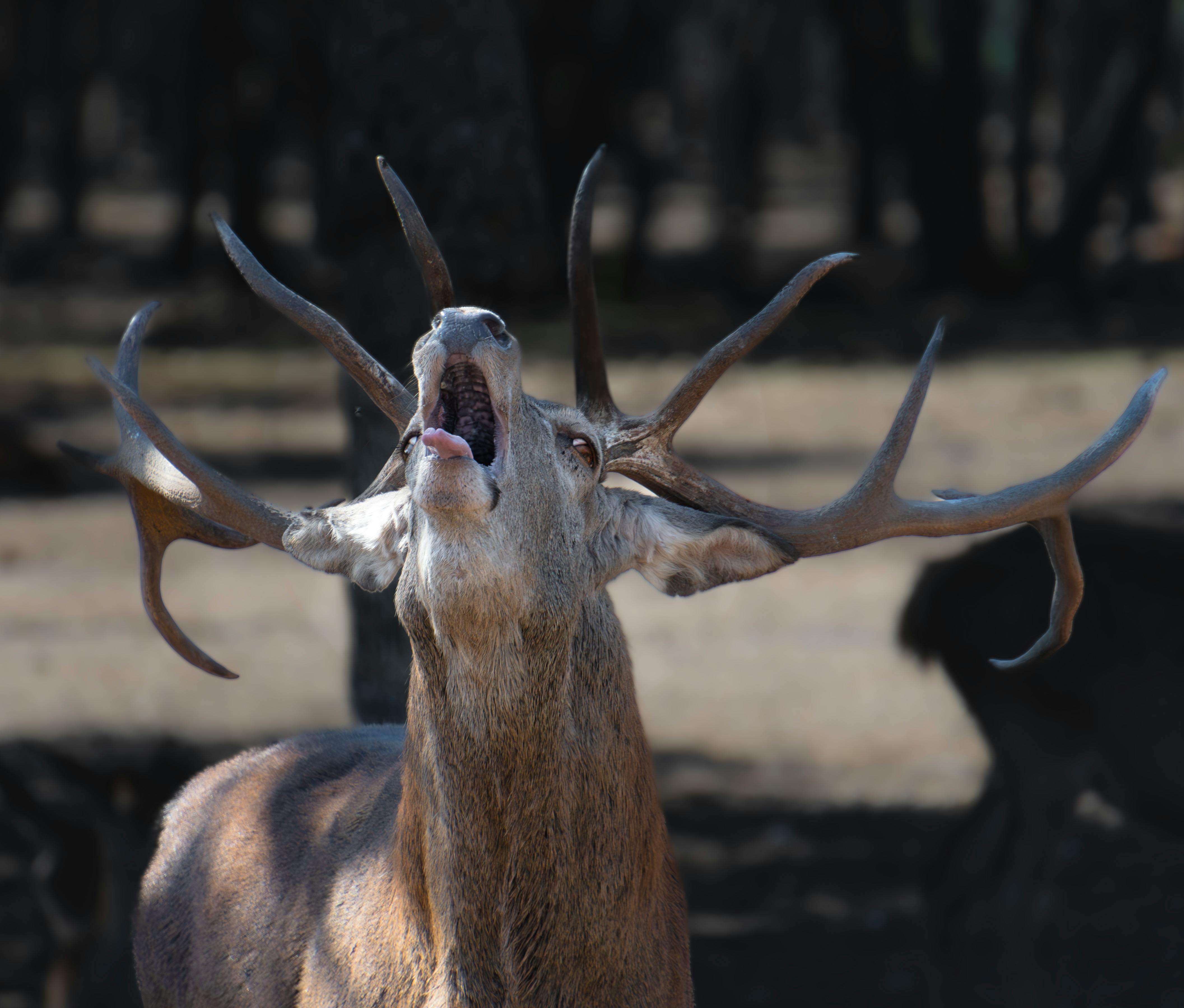 Majestic Red Deer Stag Roaring in Forest · Free Stock Photo