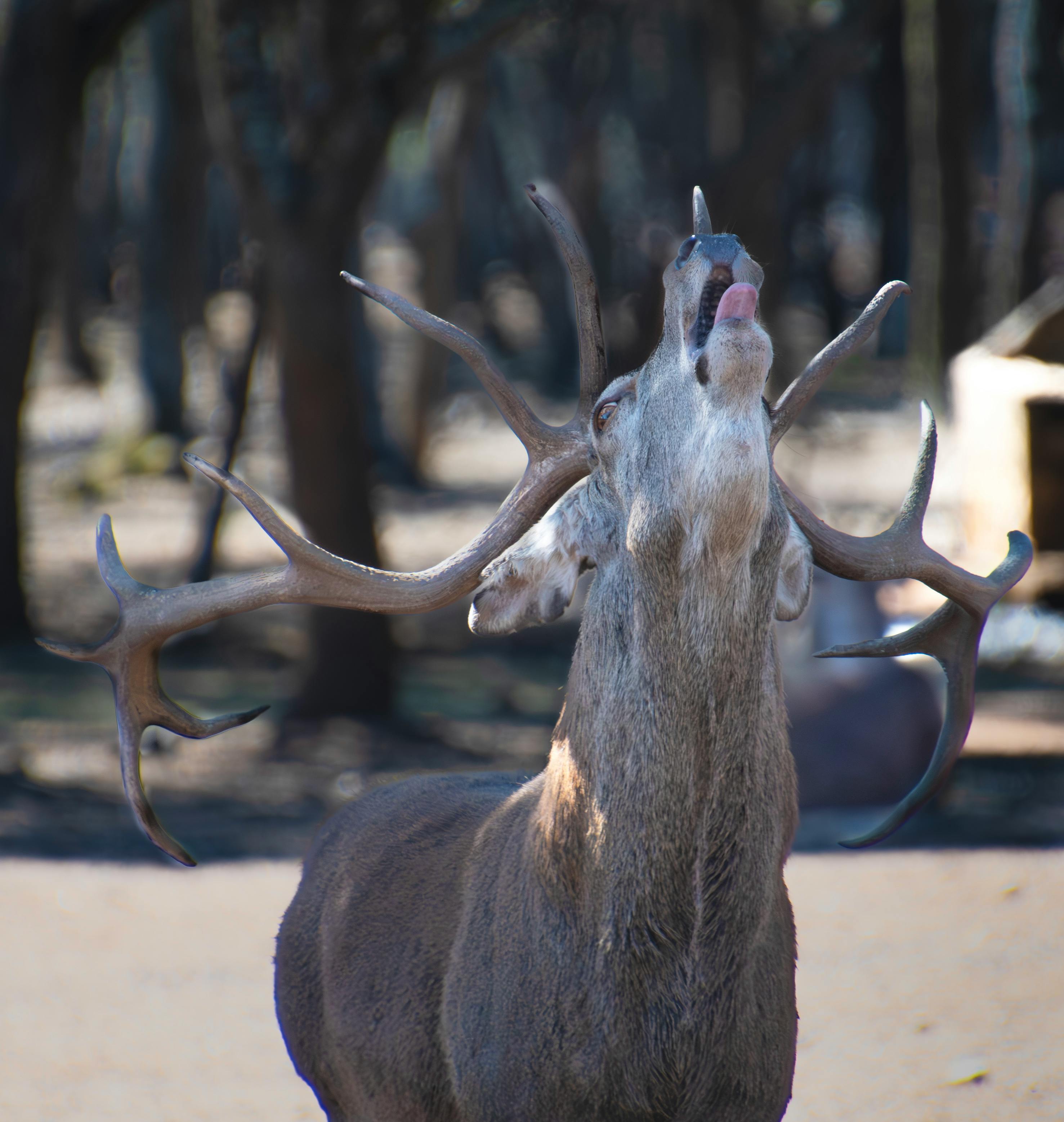 Strong Deer Photos, Download The BEST Free Strong Deer Stock Photos ...