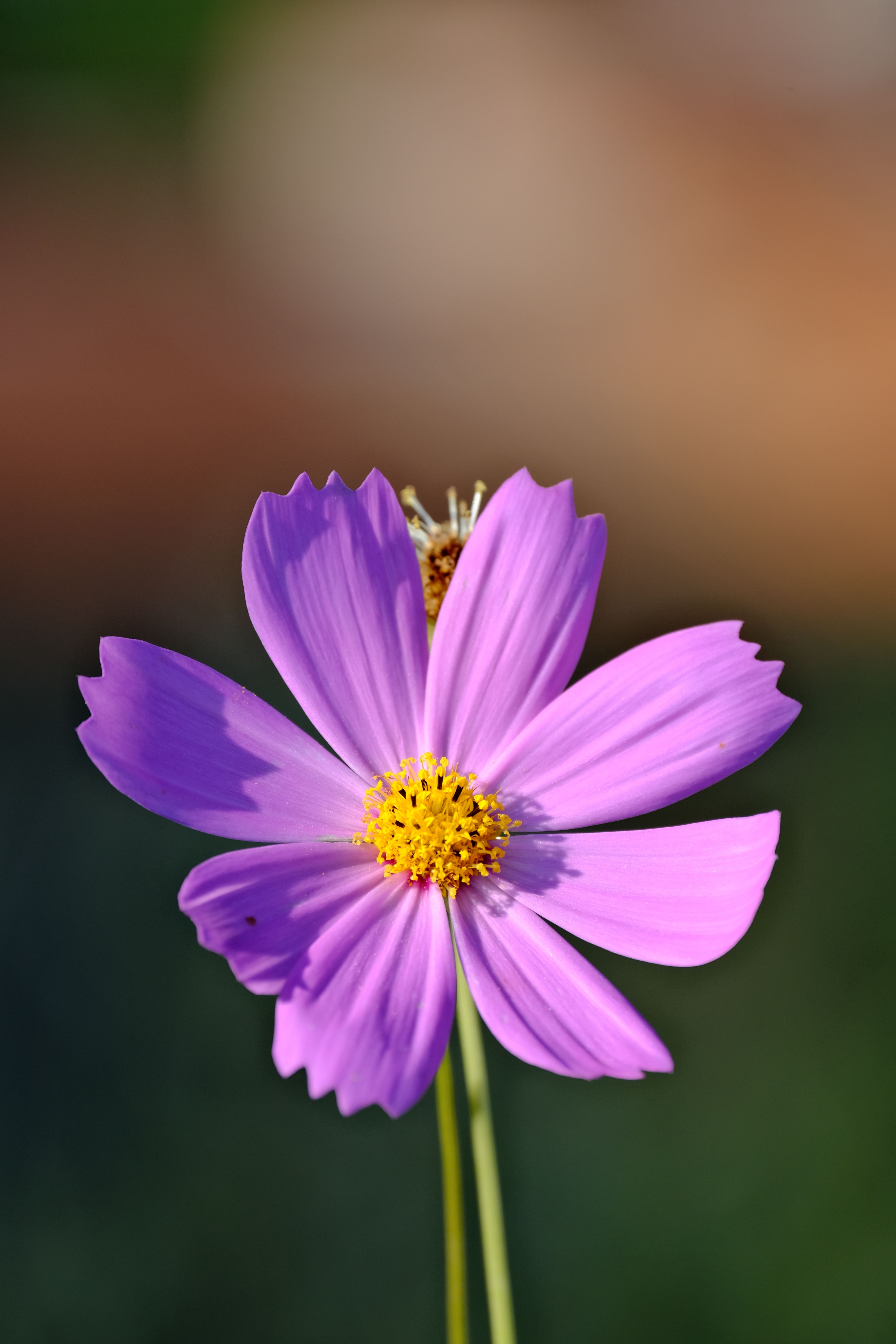 Vibrant Purple Cosmos Flower in Sunshine · Free Stock Photo