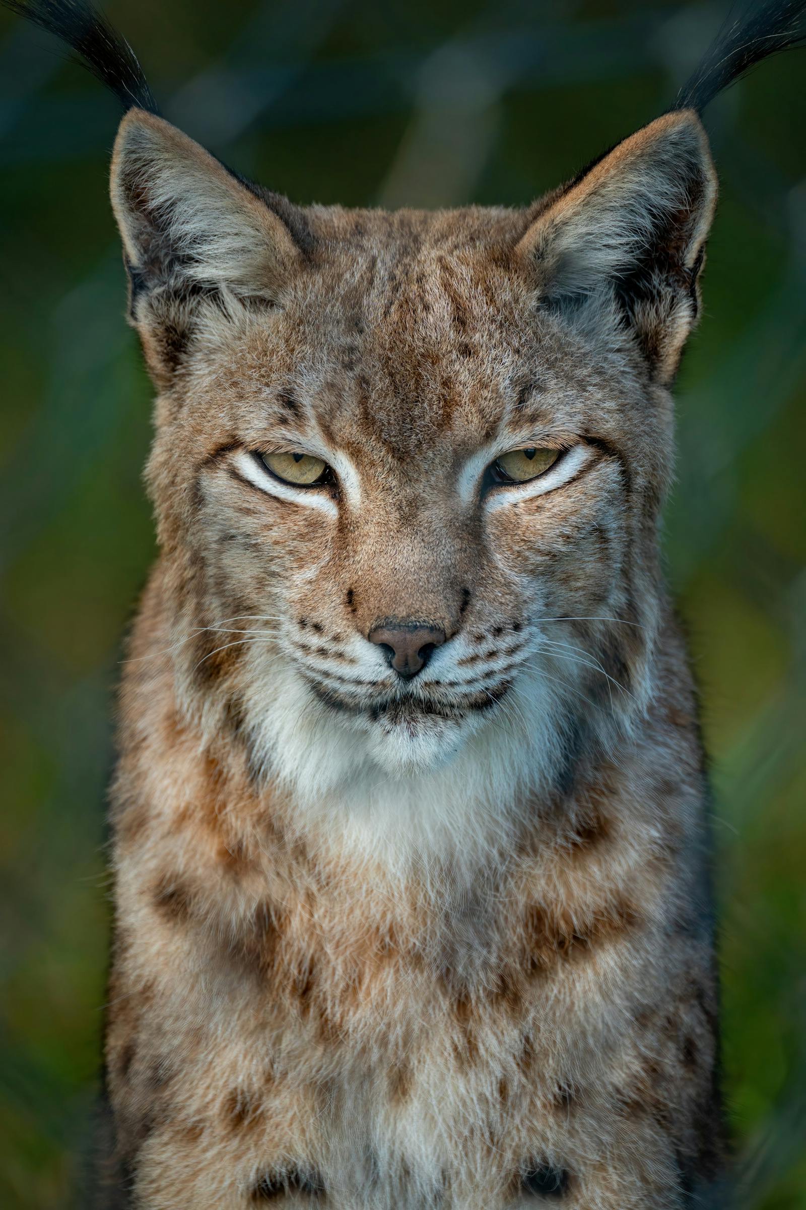 Eurasian Lynx (Lynx Lynx) Photos, Download The BEST Free Eurasian Lynx (Lynx Lynx) Stock Photos ...