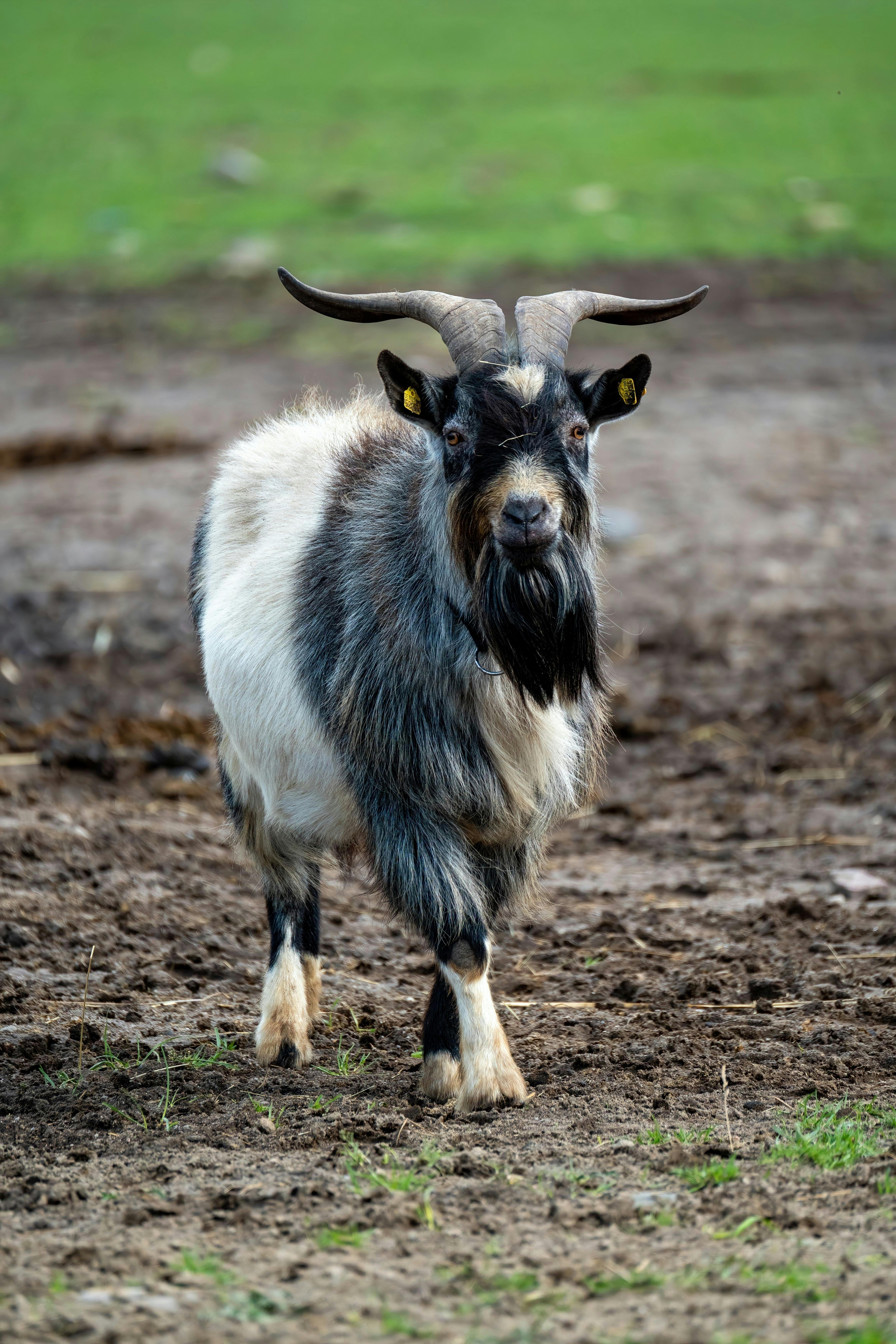 Majestic Horned Goat in Farm Landscape · Free Stock Photo