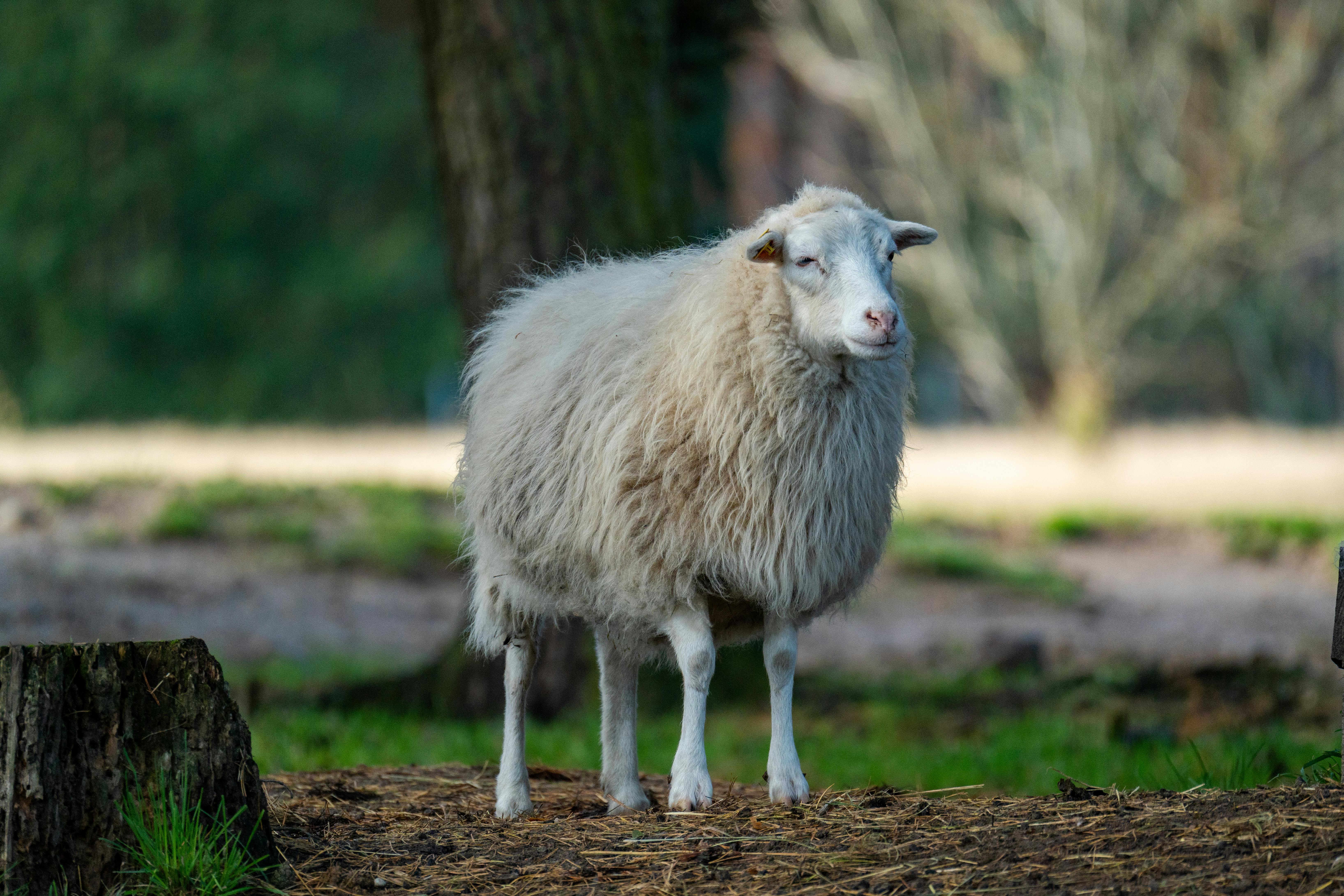 Photography Of Sheep · Free Stock Photo